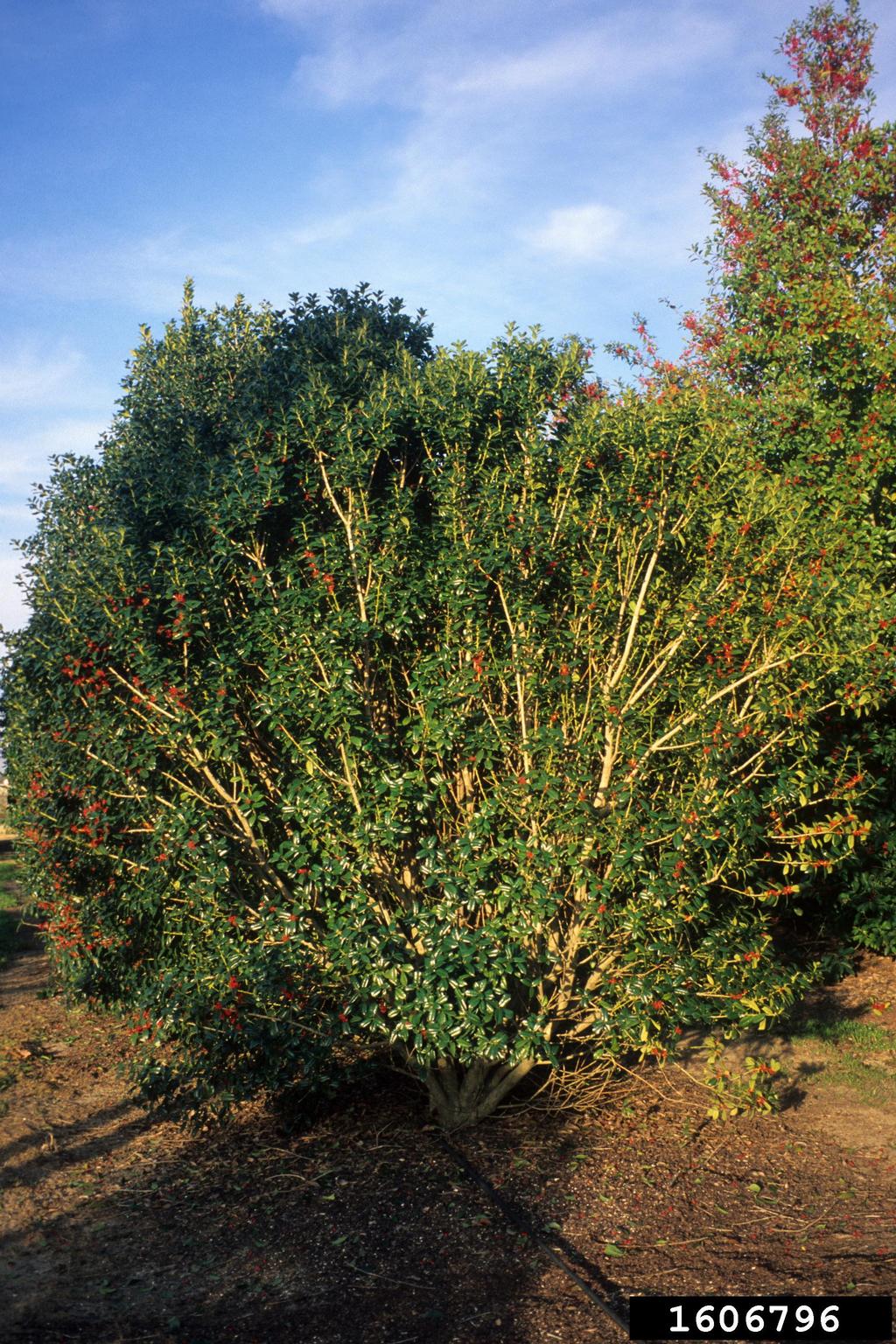 Chinese holly (Ilex cornuta)