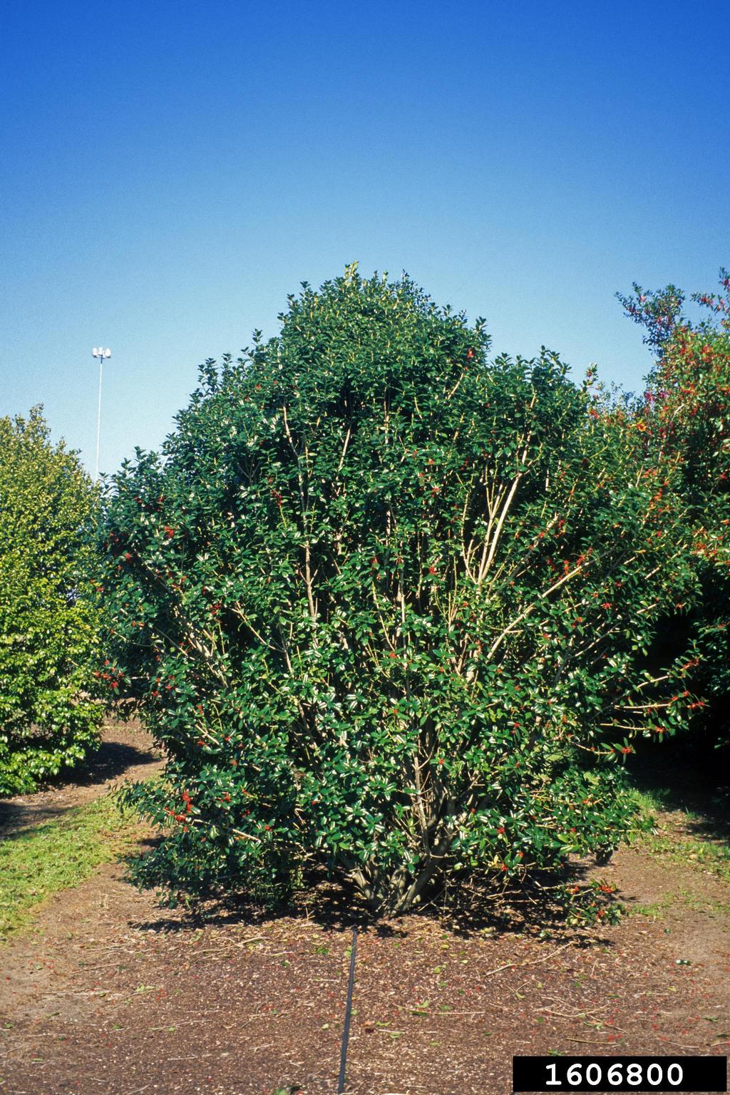Chinese holly (Ilex cornuta Lindl. & Paxton)