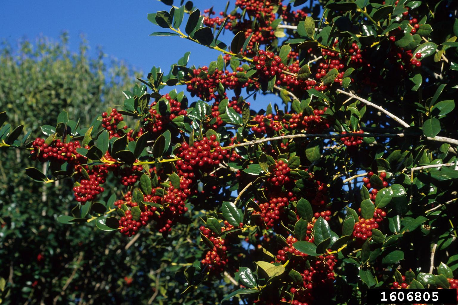 Chinese holly (Ilex cornuta)