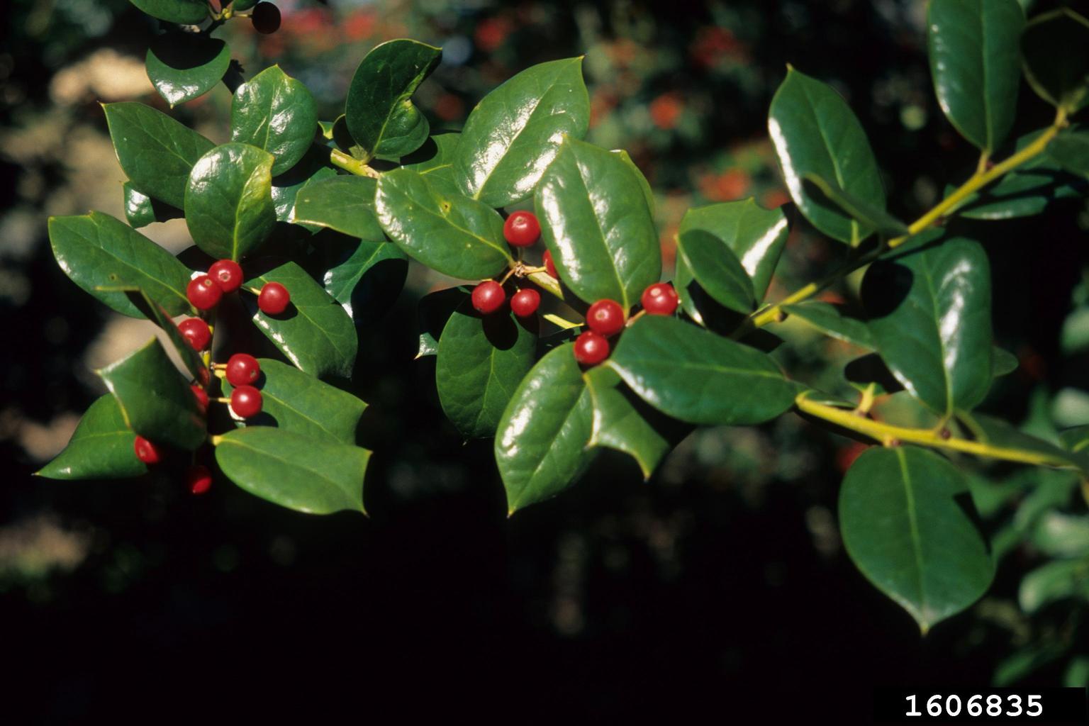 Chinese holly (Ilex cornuta Lindl. & Paxton)