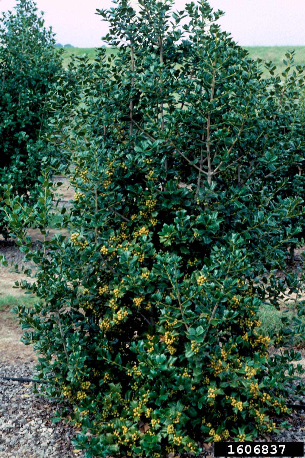 Chinese holly (Ilex cornuta Lindl. & Paxton)