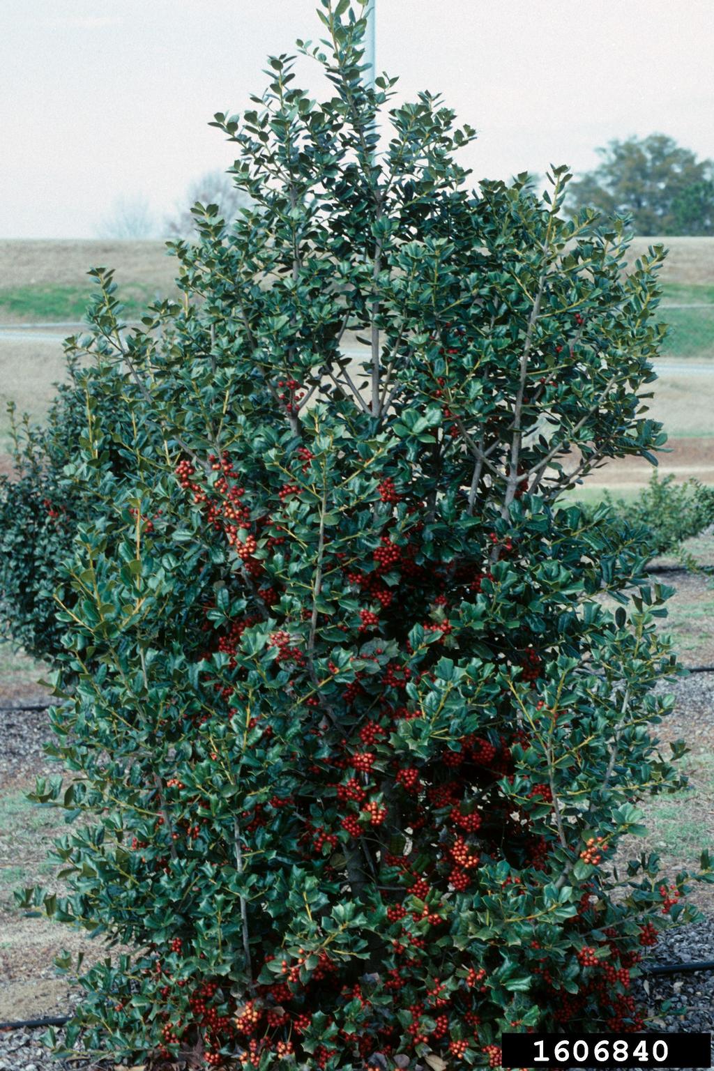 Chinese holly (Ilex cornuta Lindl. & Paxton)