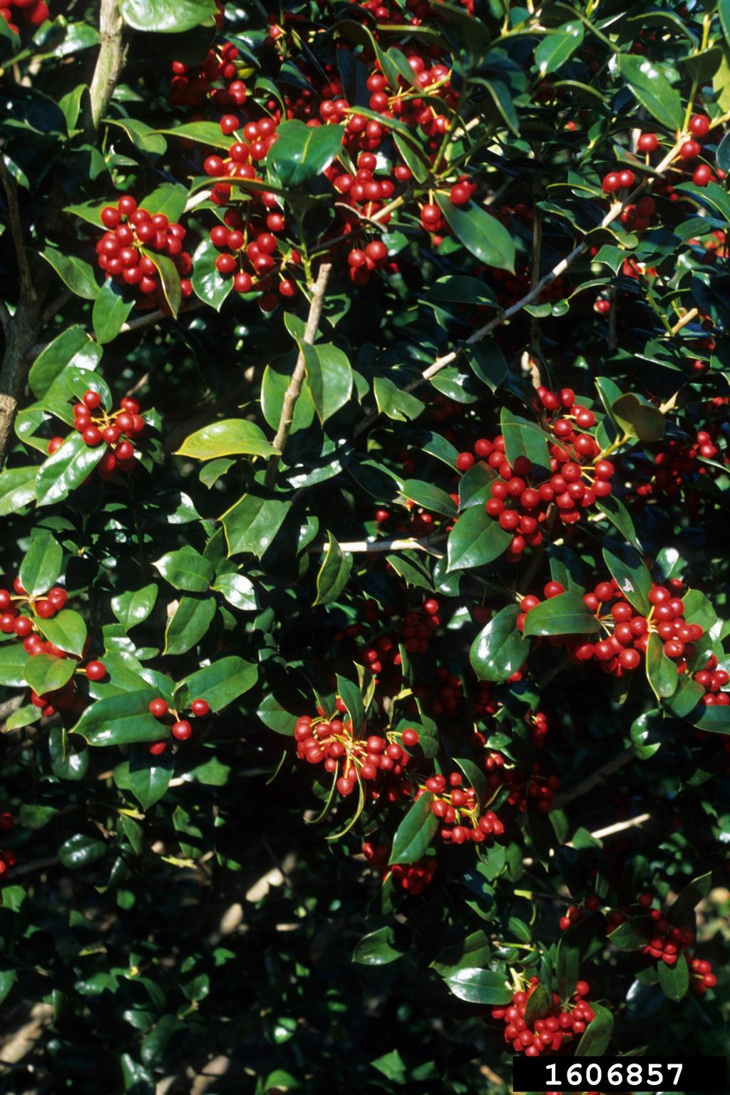 Chinese holly (Ilex cornuta)
