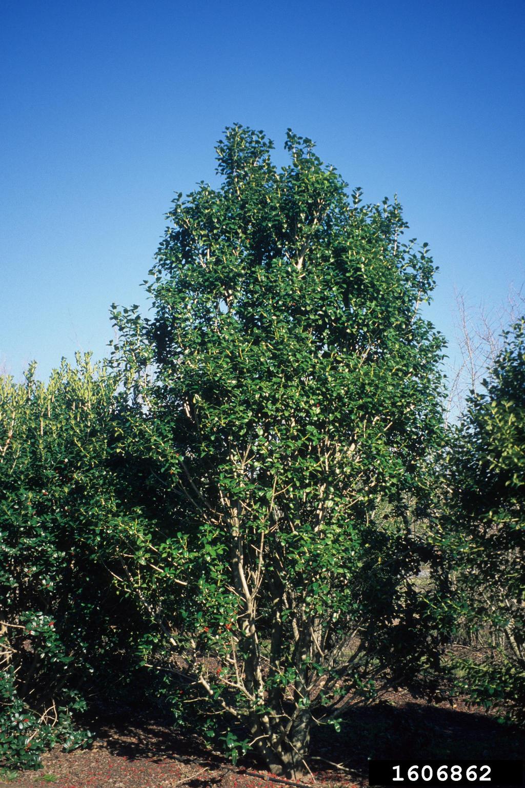 Chinese holly (Ilex cornuta)