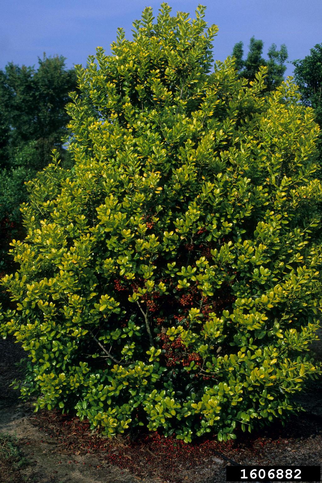 Chinese holly (Ilex cornuta)