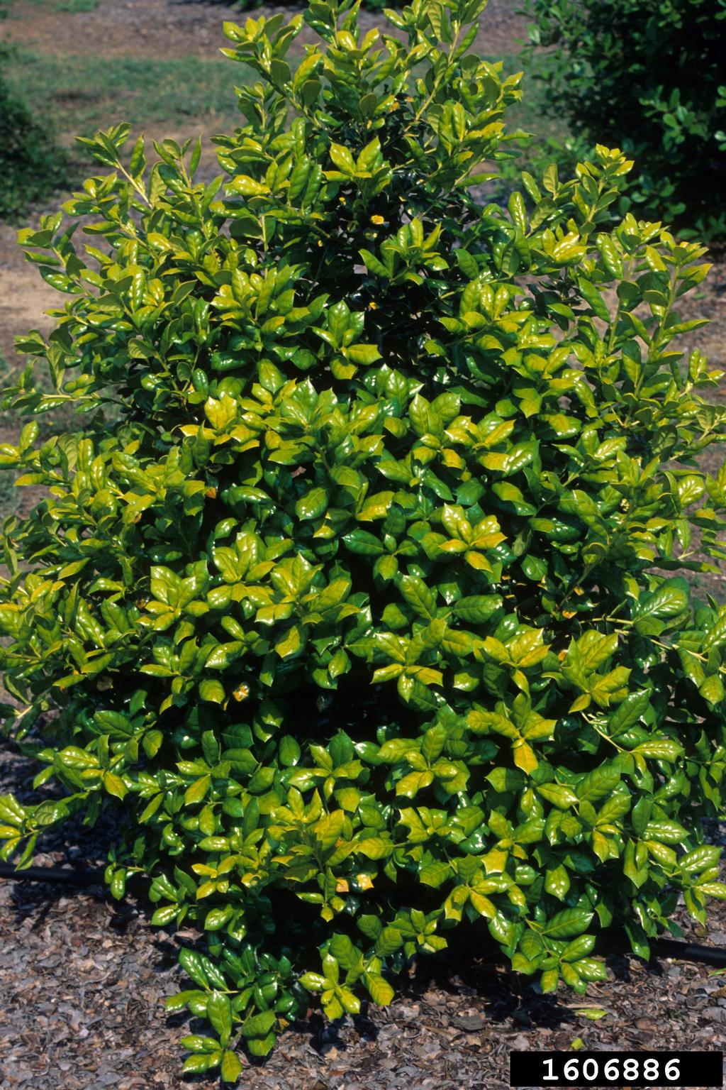 Chinese holly (Ilex cornuta Lindl. & Paxton)