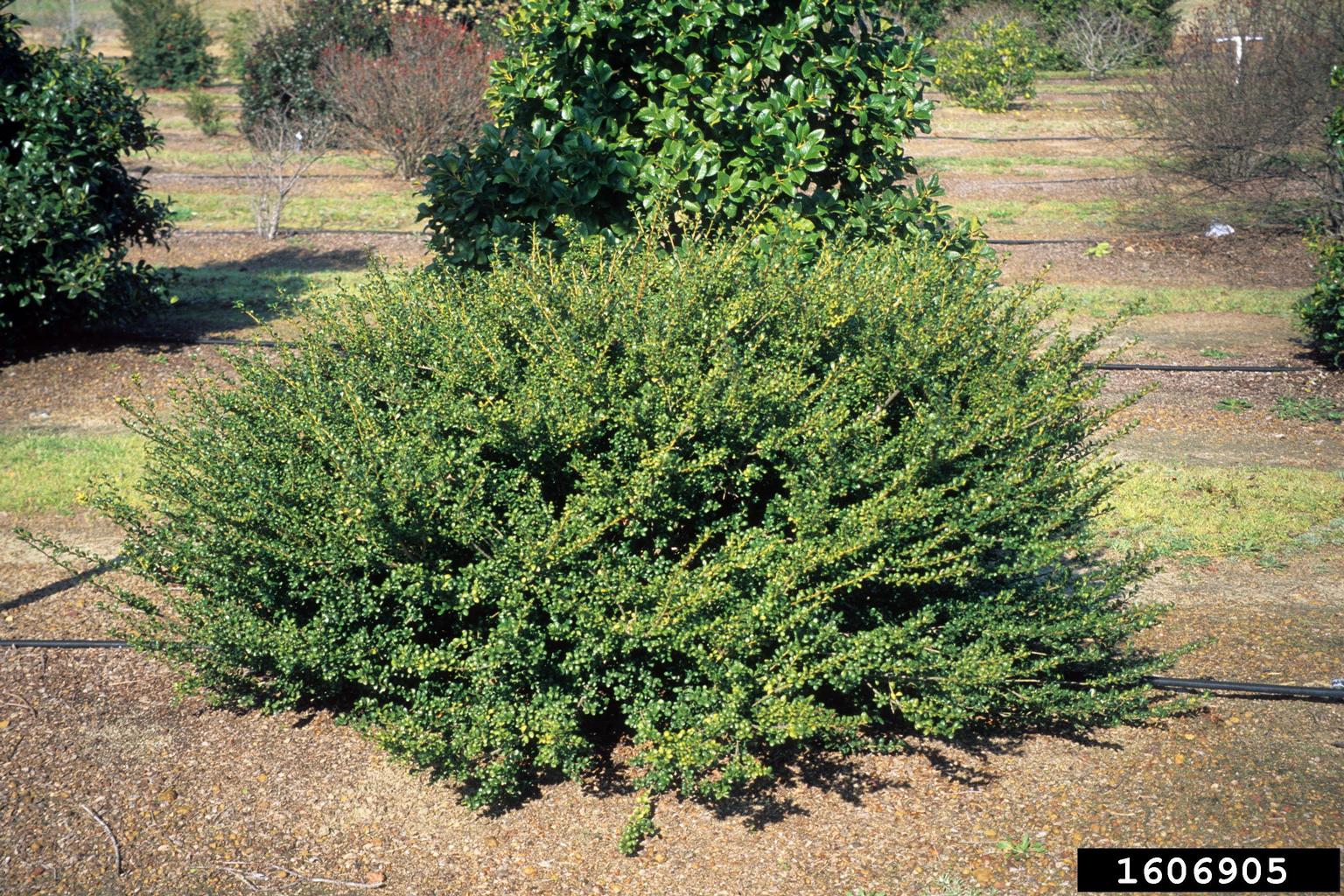 Japanese holly (Ilex crenata)