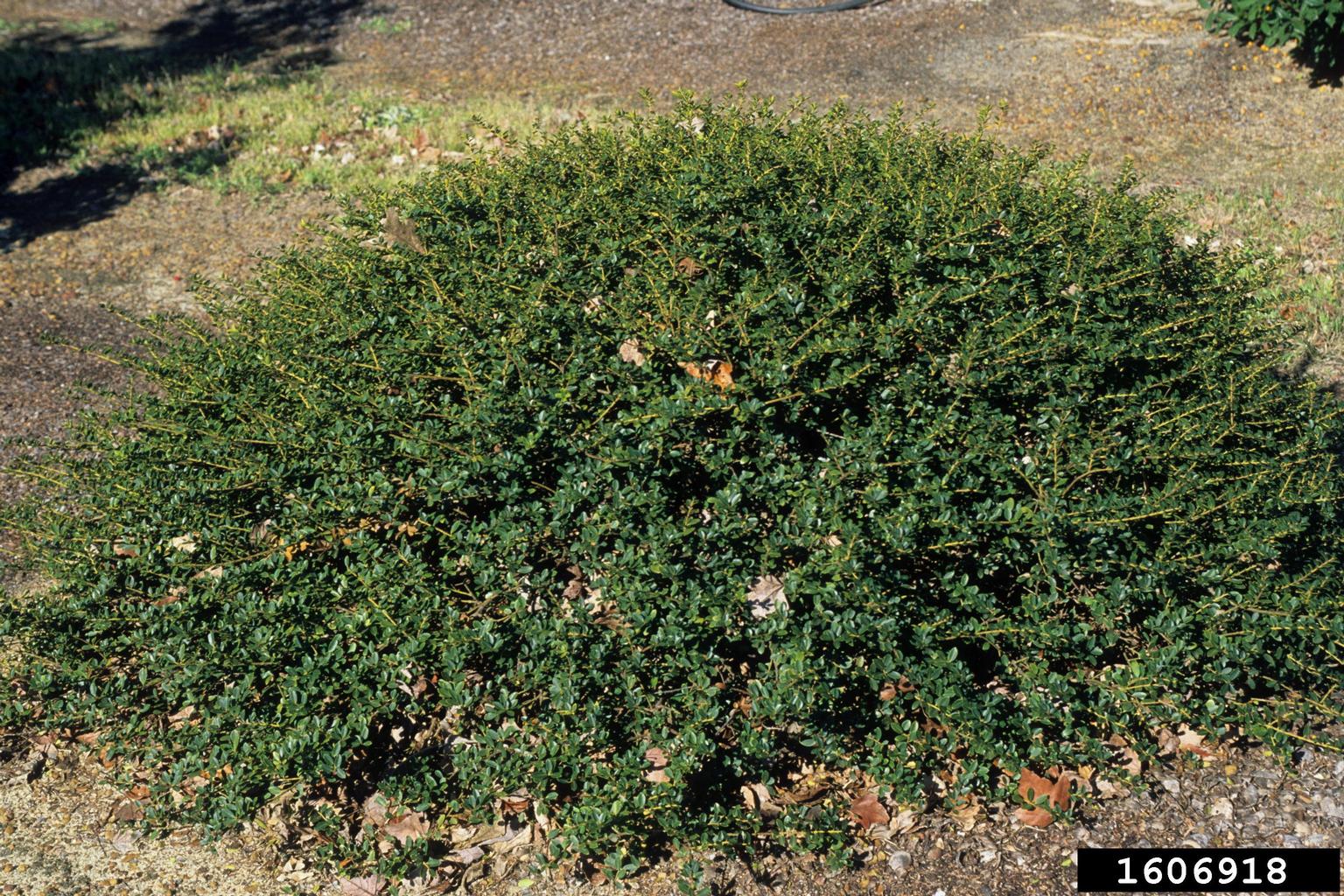 Japanese holly (Ilex crenata Thunb.)