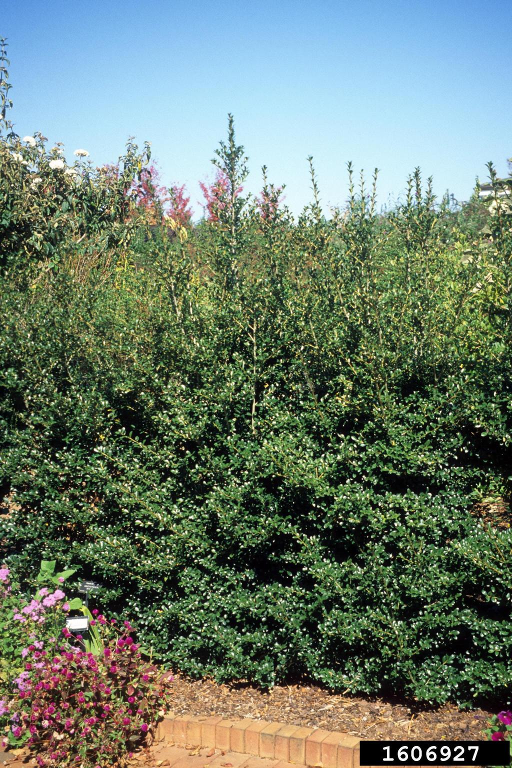Japanese holly (Ilex crenata Thunb.)