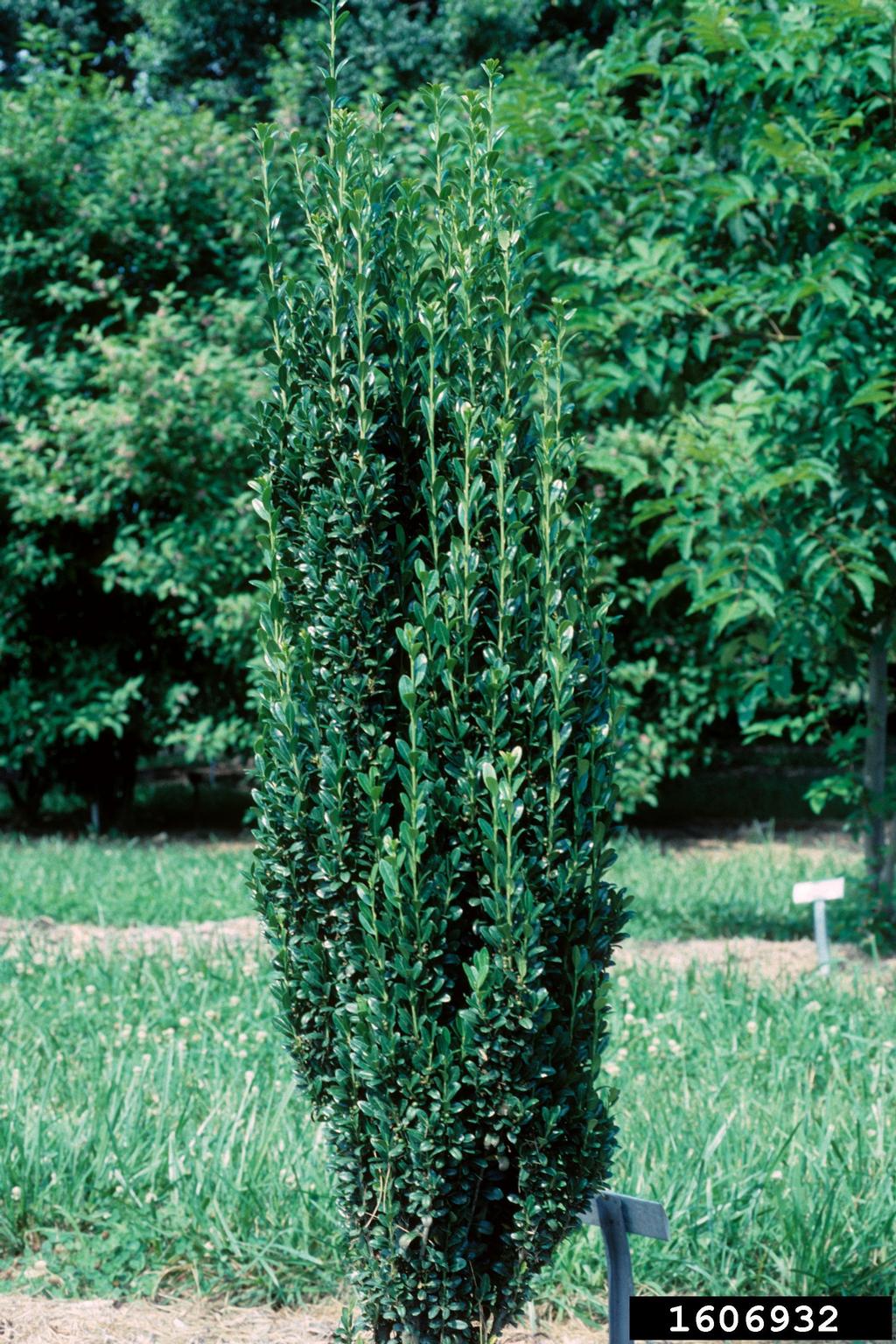Japanese holly (Ilex crenata Thunb.)