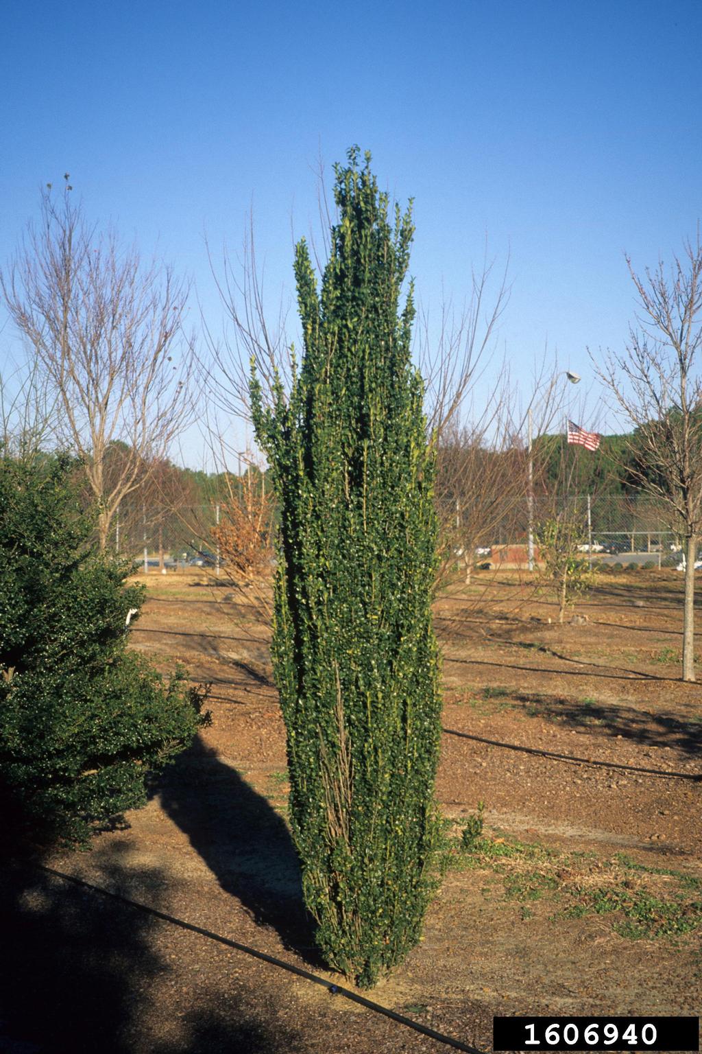 Japanese holly (Ilex crenata Thunb.)