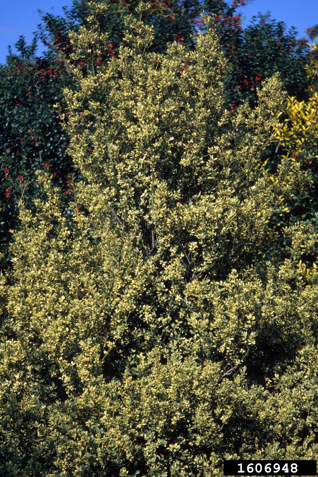 Japanese holly (Ilex crenata Thunb.)