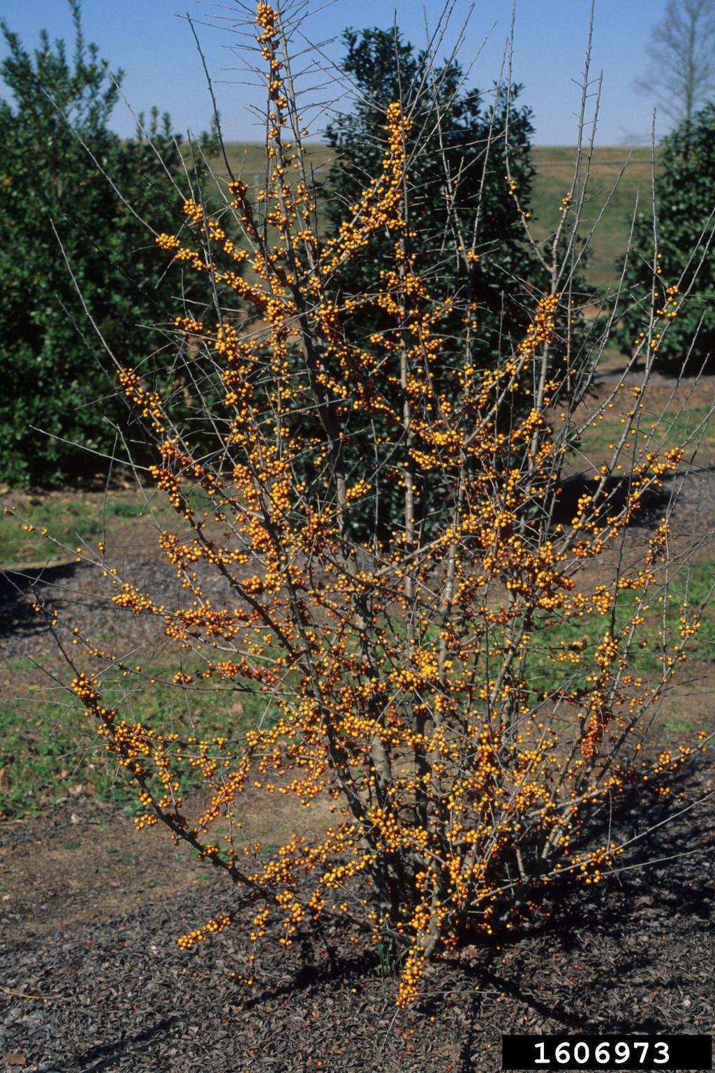 possumhaw (Ilex decidua Walt.)
