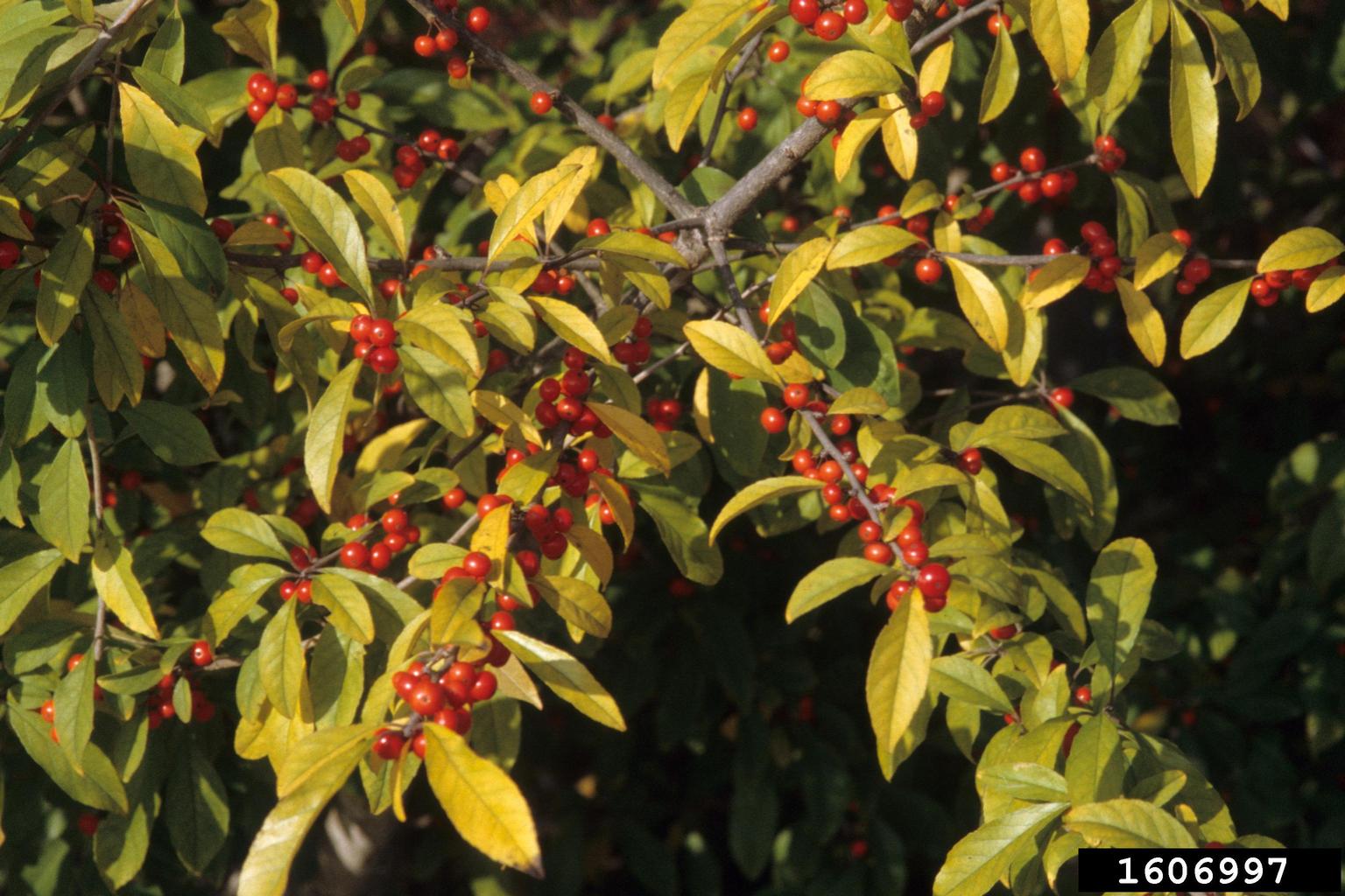 possumhaw, Ilex decidua (Celastrales: Aquifoliaceae) - 1606997