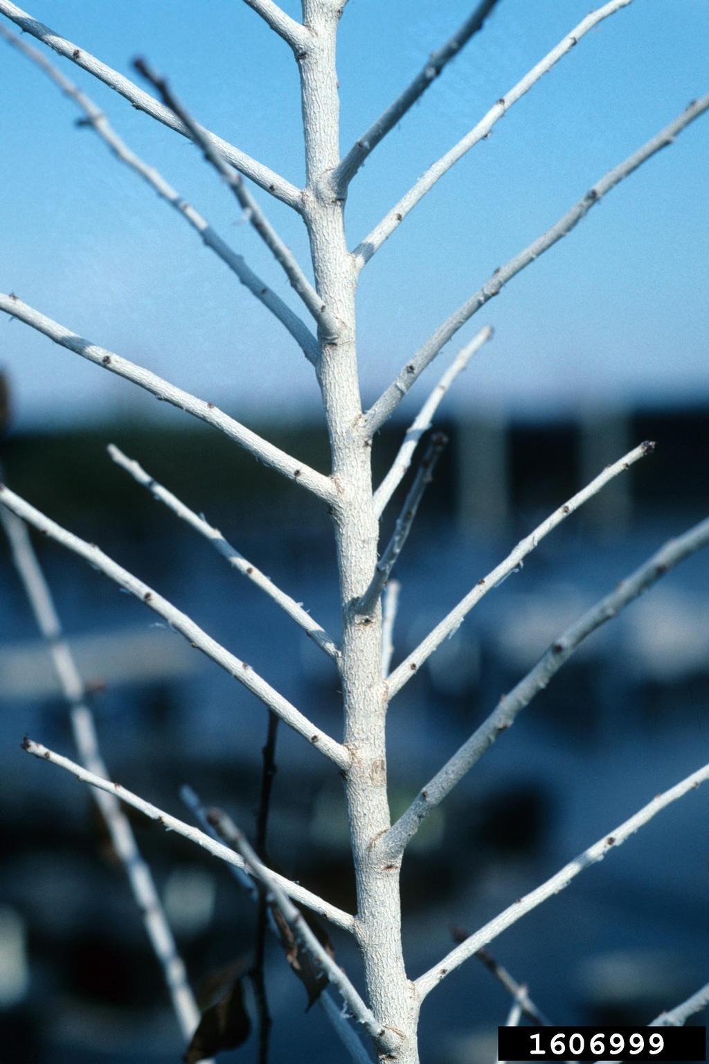 possumhaw (Ilex decidua)