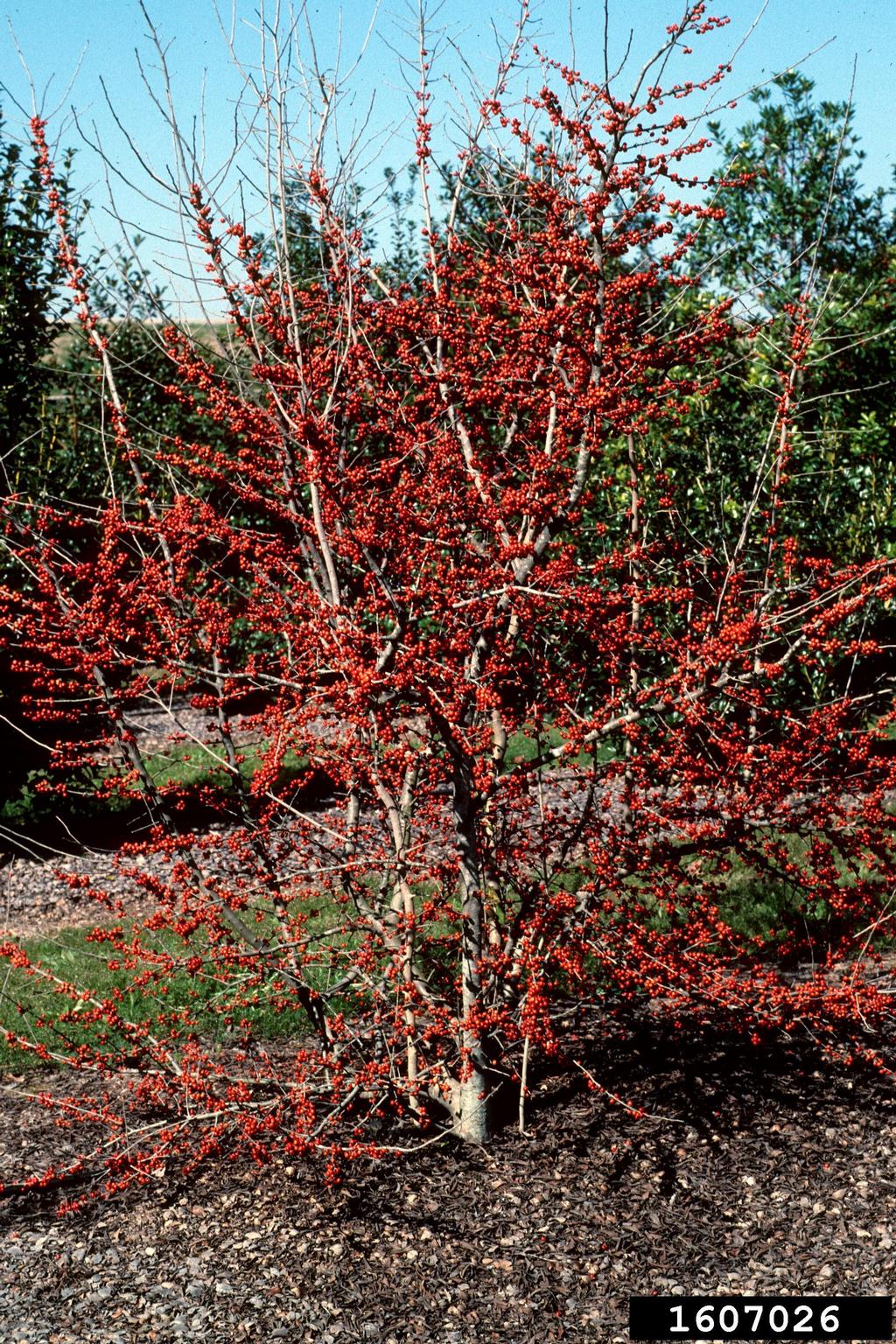 possumhaw (Ilex decidua Walt.)