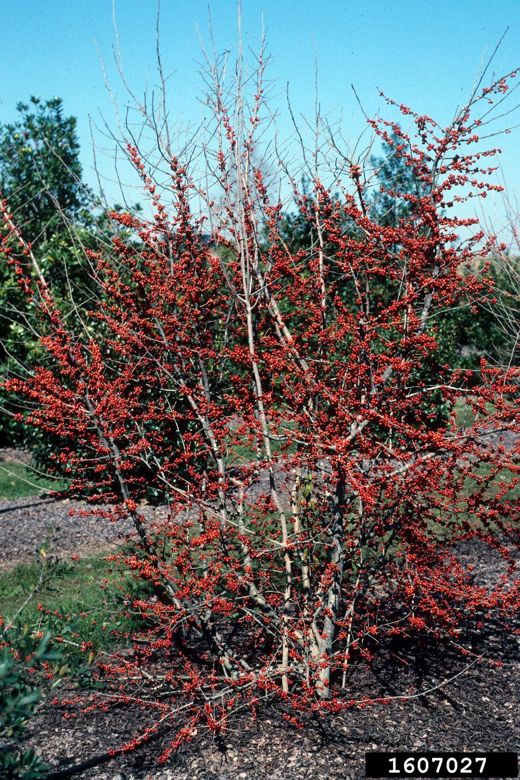 possumhaw (Ilex decidua)