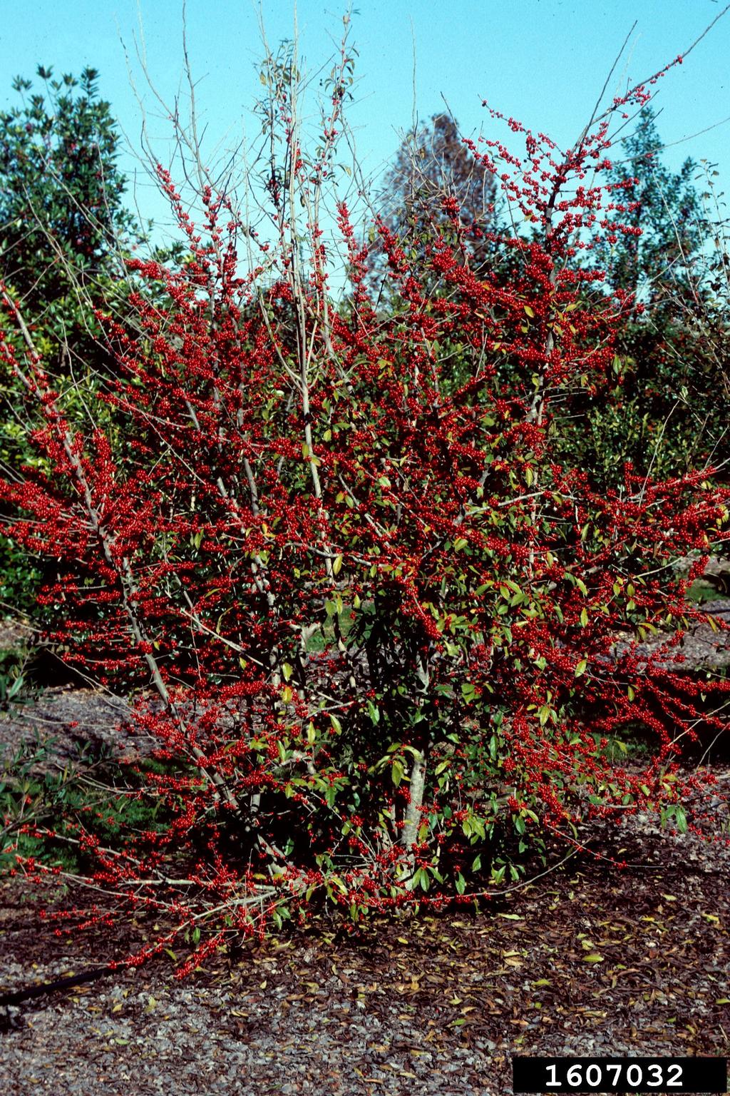 possumhaw (Ilex decidua)