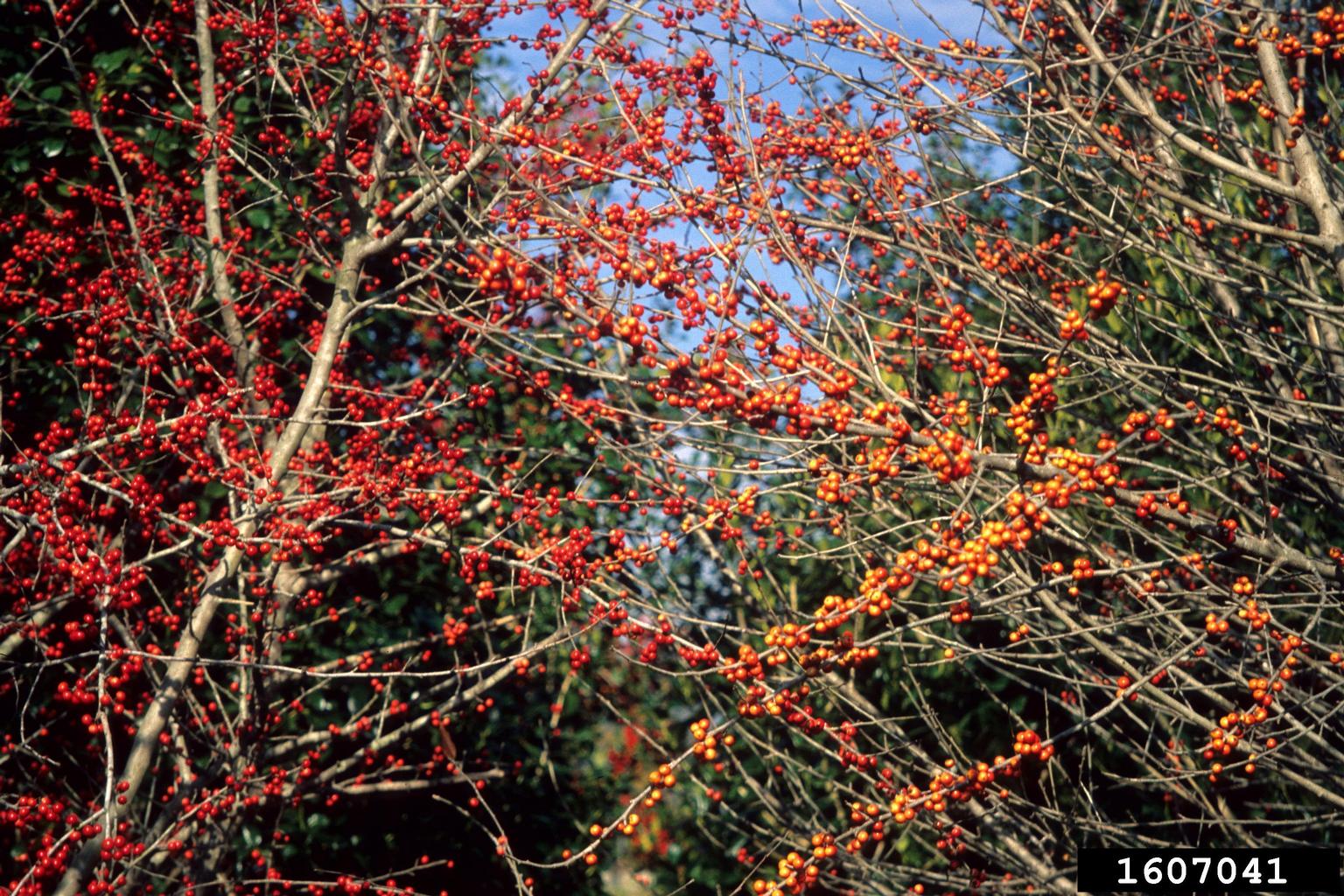 possumhaw (Ilex decidua)