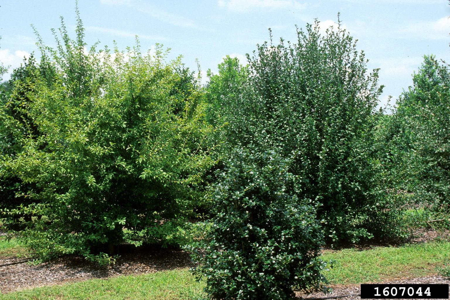 possumhaw (Ilex decidua Walt.)