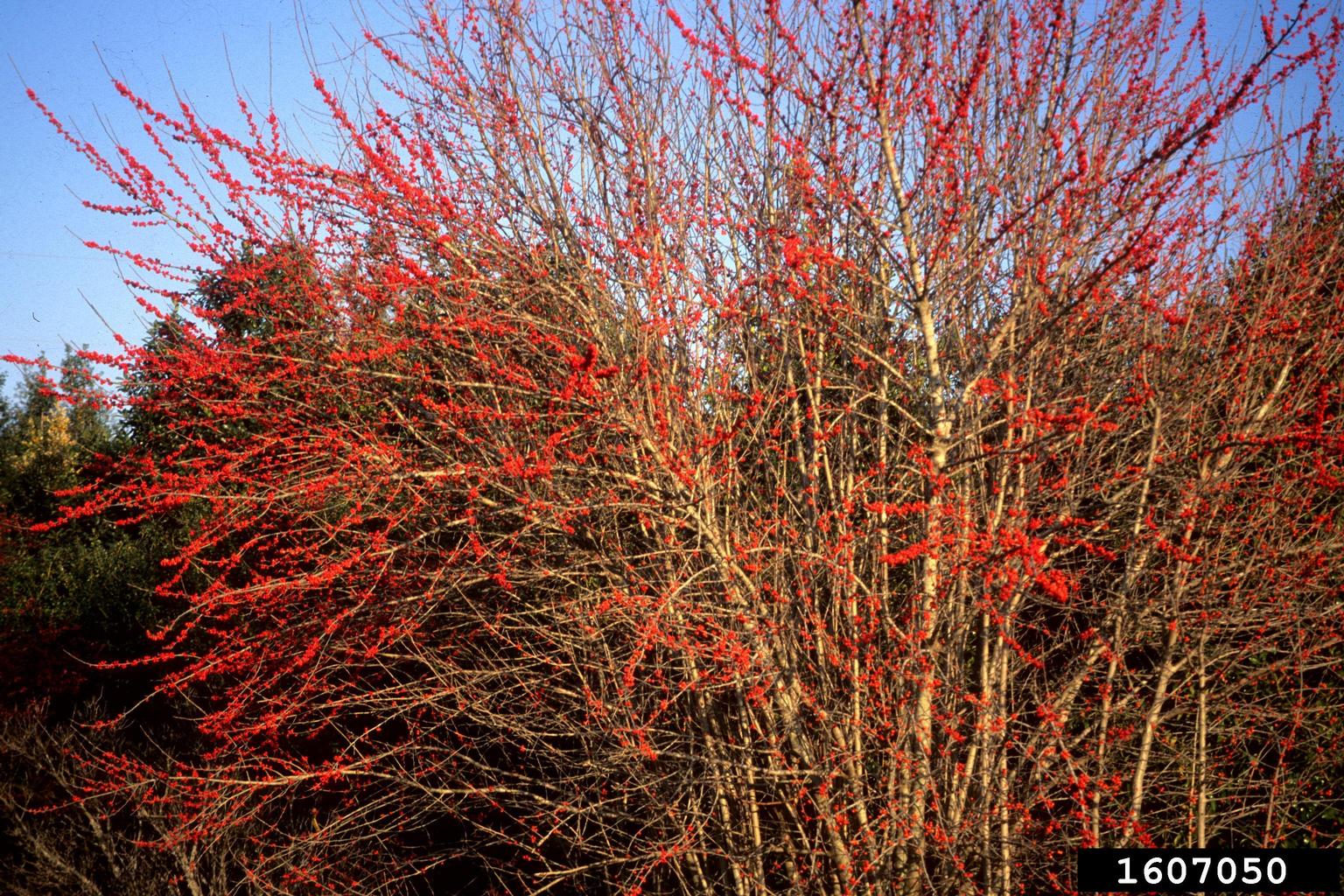 possumhaw (Ilex decidua)