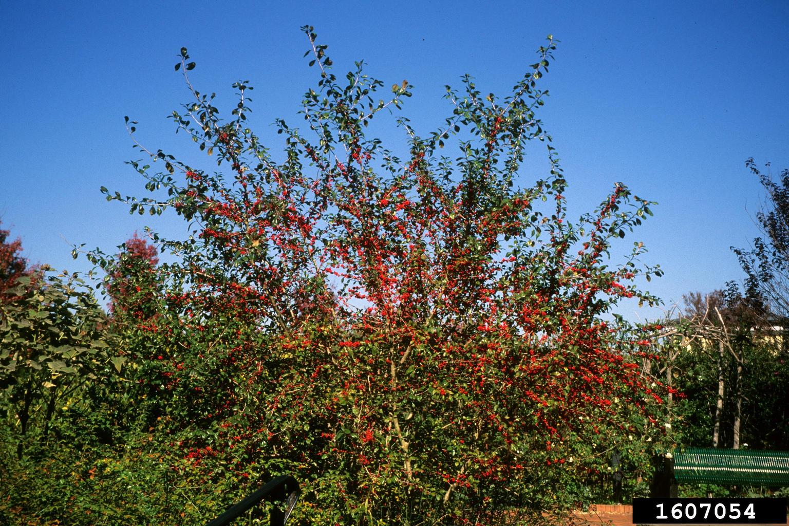 possumhaw (Ilex decidua Walt.)
