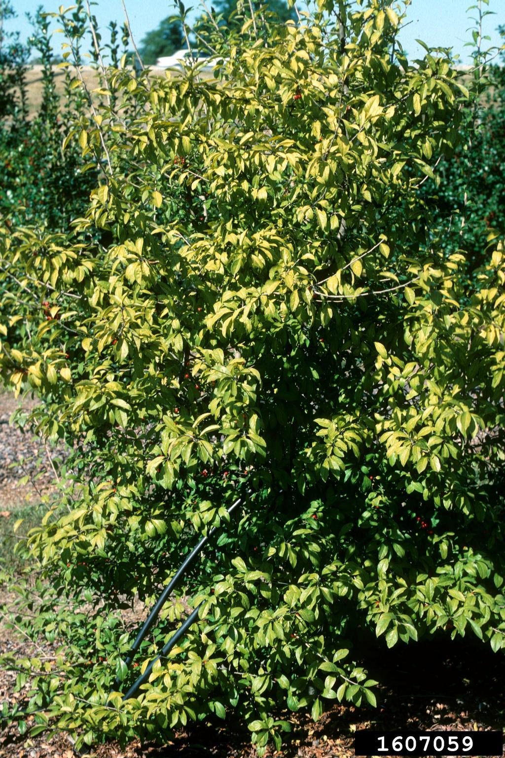 possumhaw (Ilex decidua)