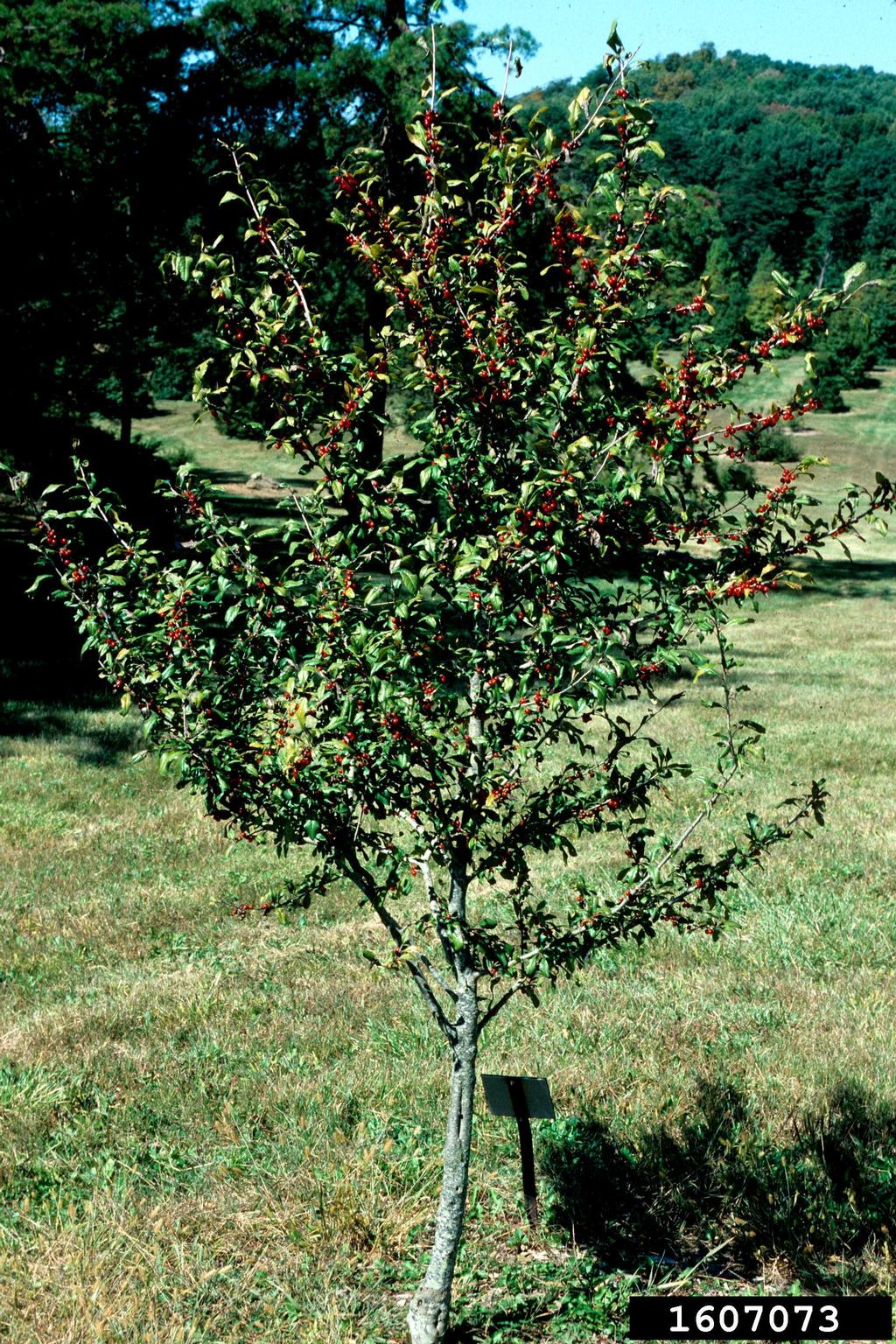possumhaw (Ilex decidua)