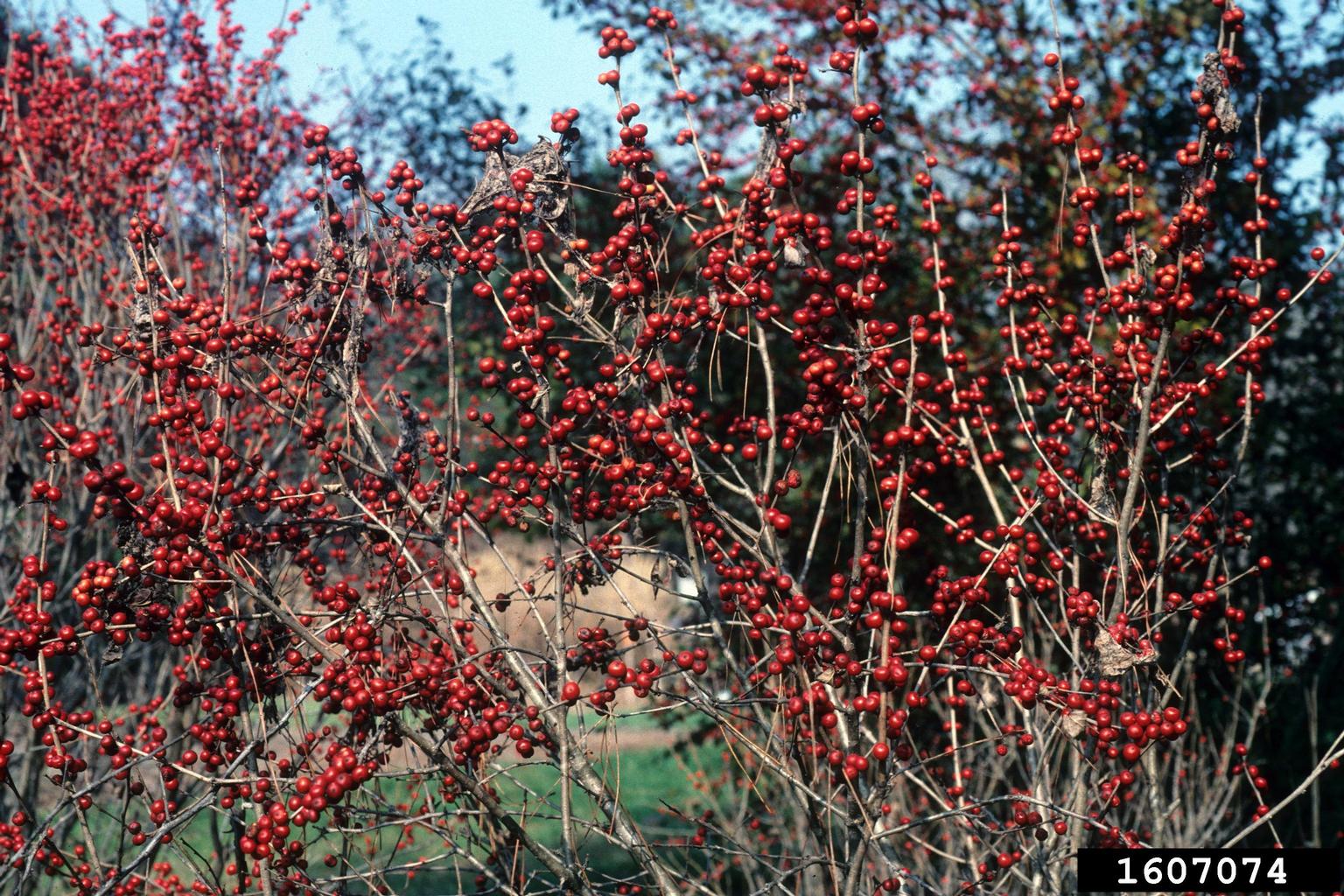 possumhaw (Ilex decidua)