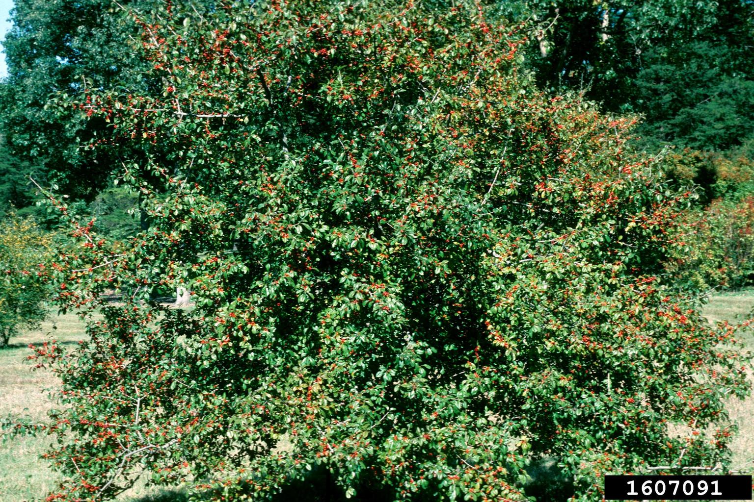 possumhaw (Ilex decidua)