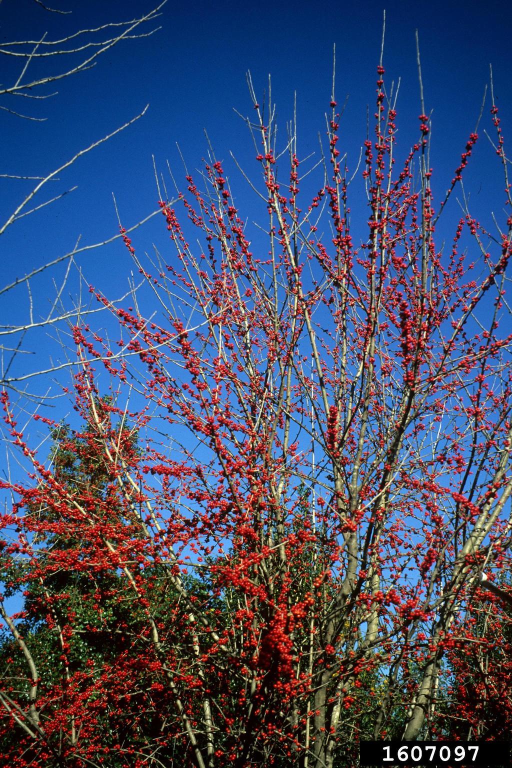 possumhaw (Ilex decidua)