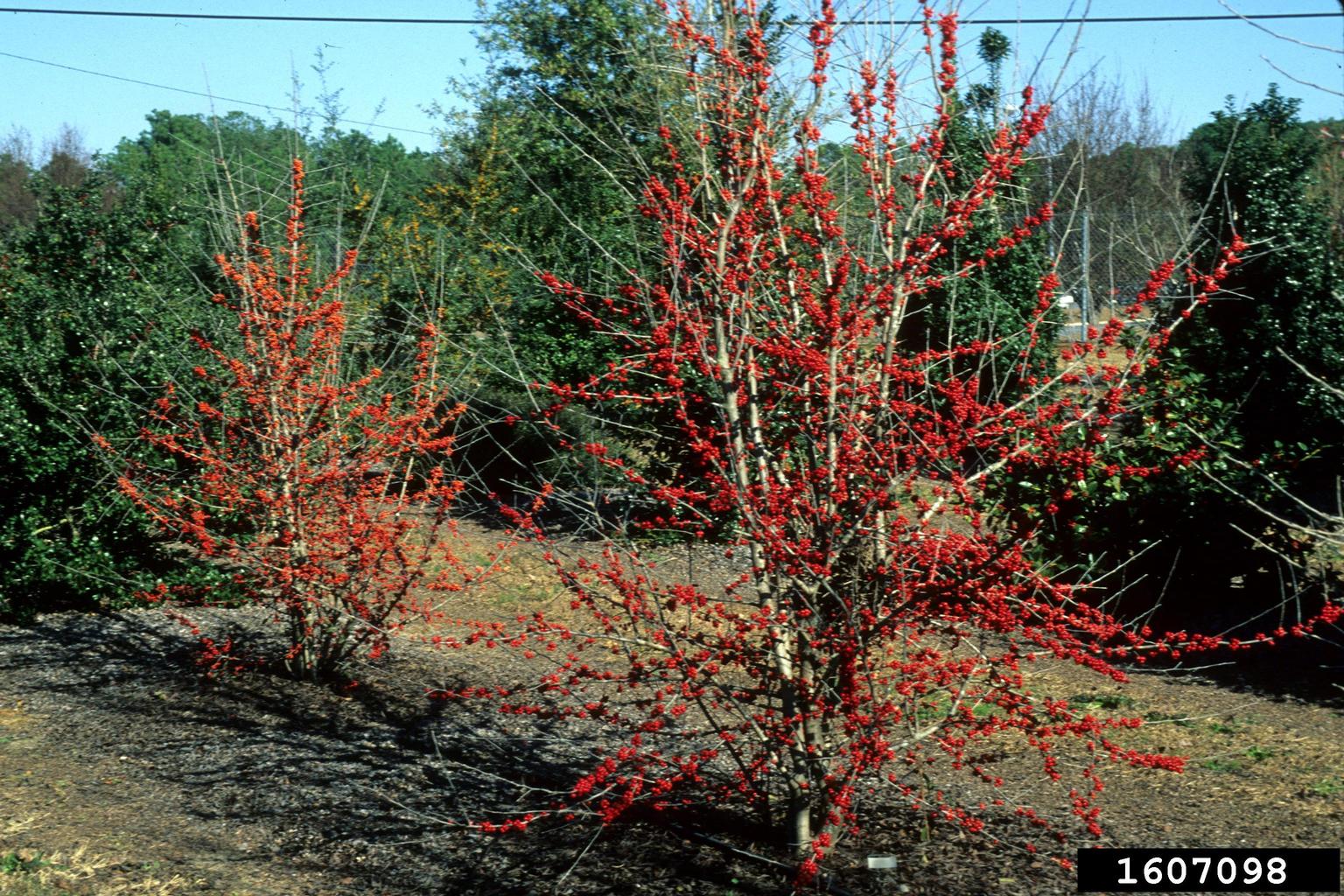 possumhaw (Ilex decidua)