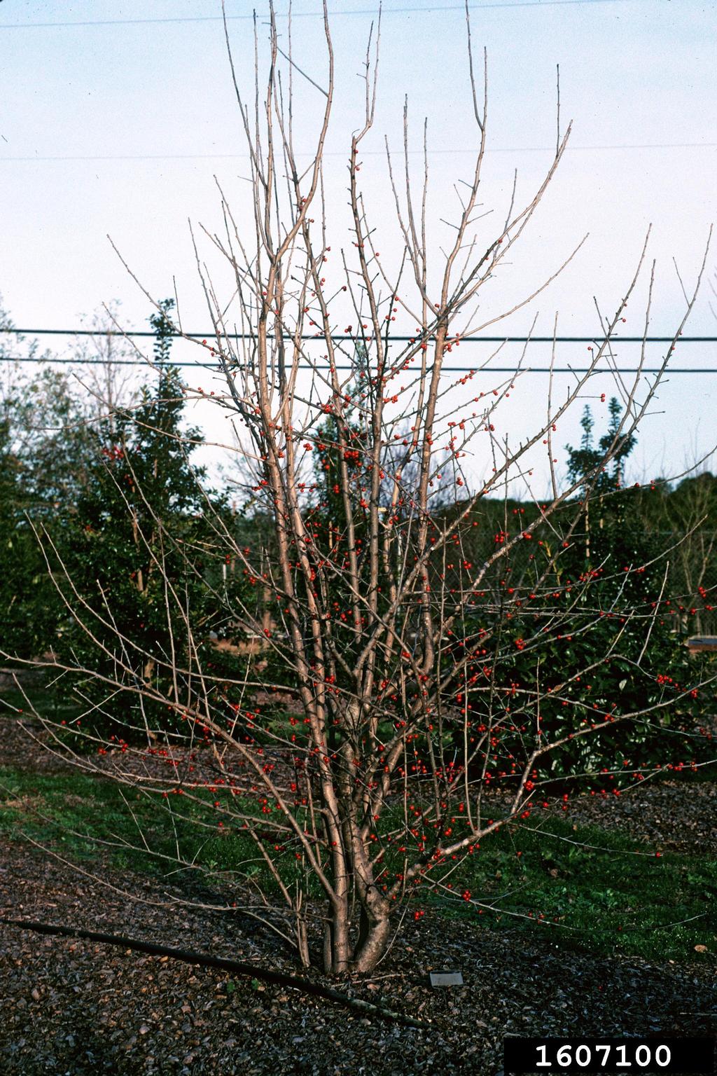 possumhaw (Ilex decidua)