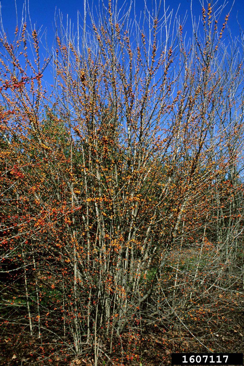 possumhaw (Ilex decidua Walt.)