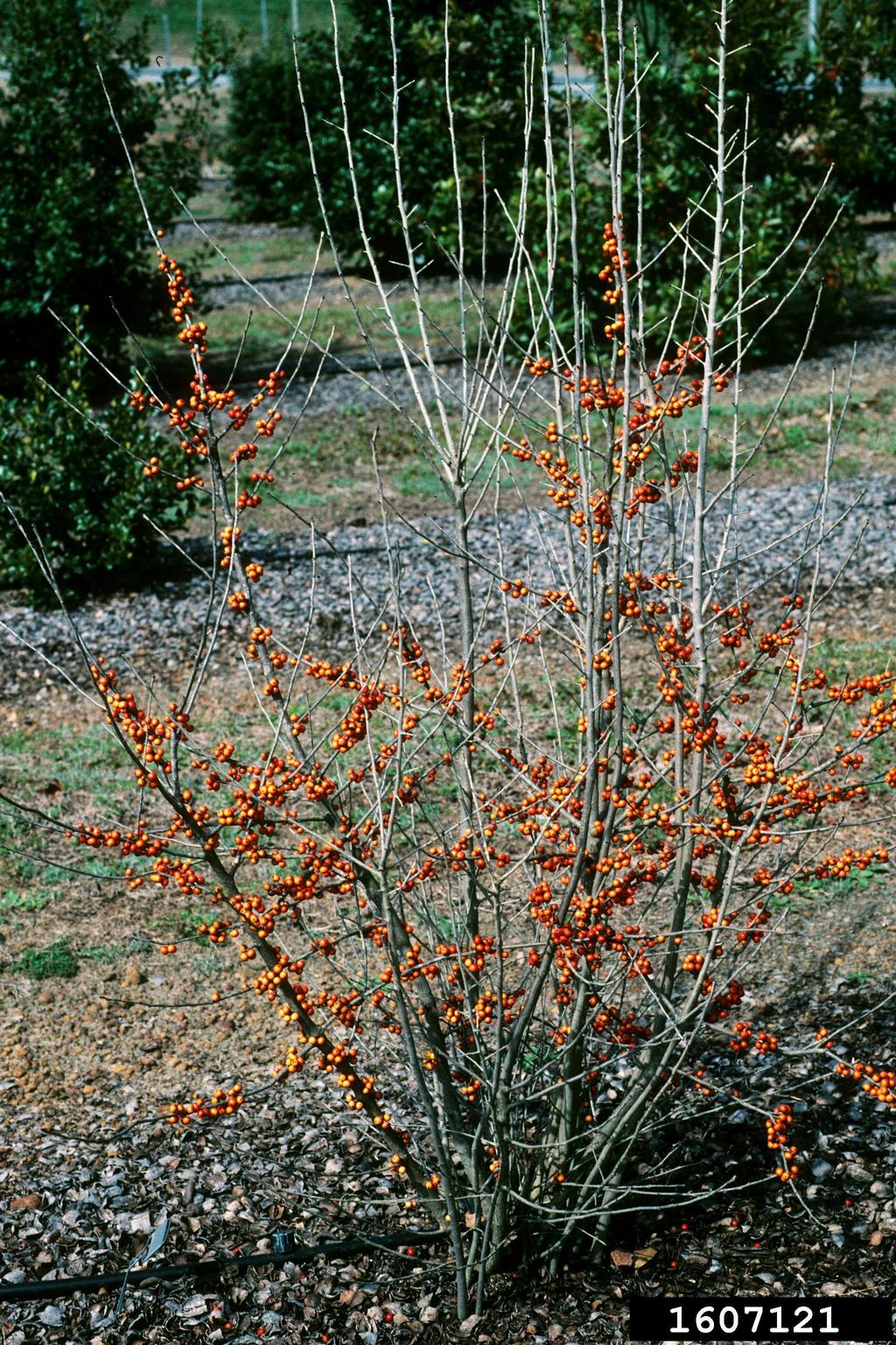 possumhaw (Ilex decidua Walt.)