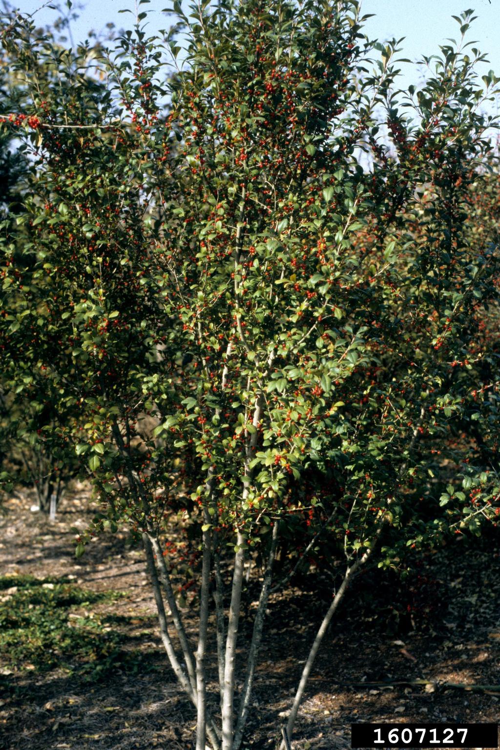 possumhaw (Ilex decidua Walt.)