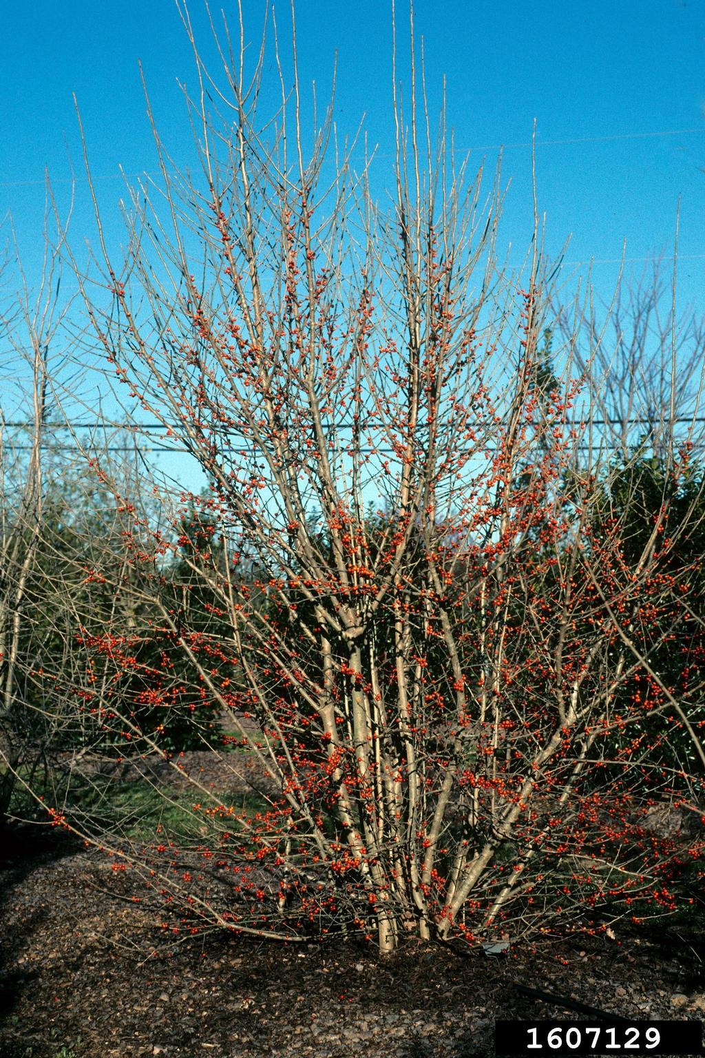 possumhaw (Ilex decidua)
