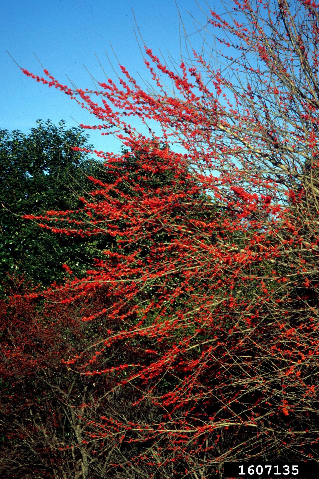 possumhaw (Ilex decidua)