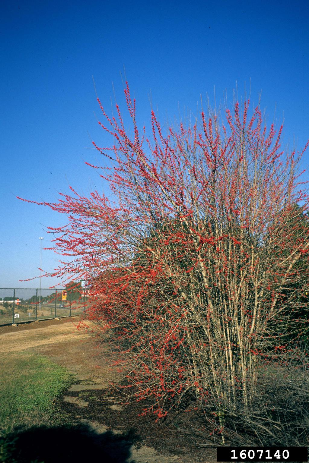 possumhaw (Ilex decidua)