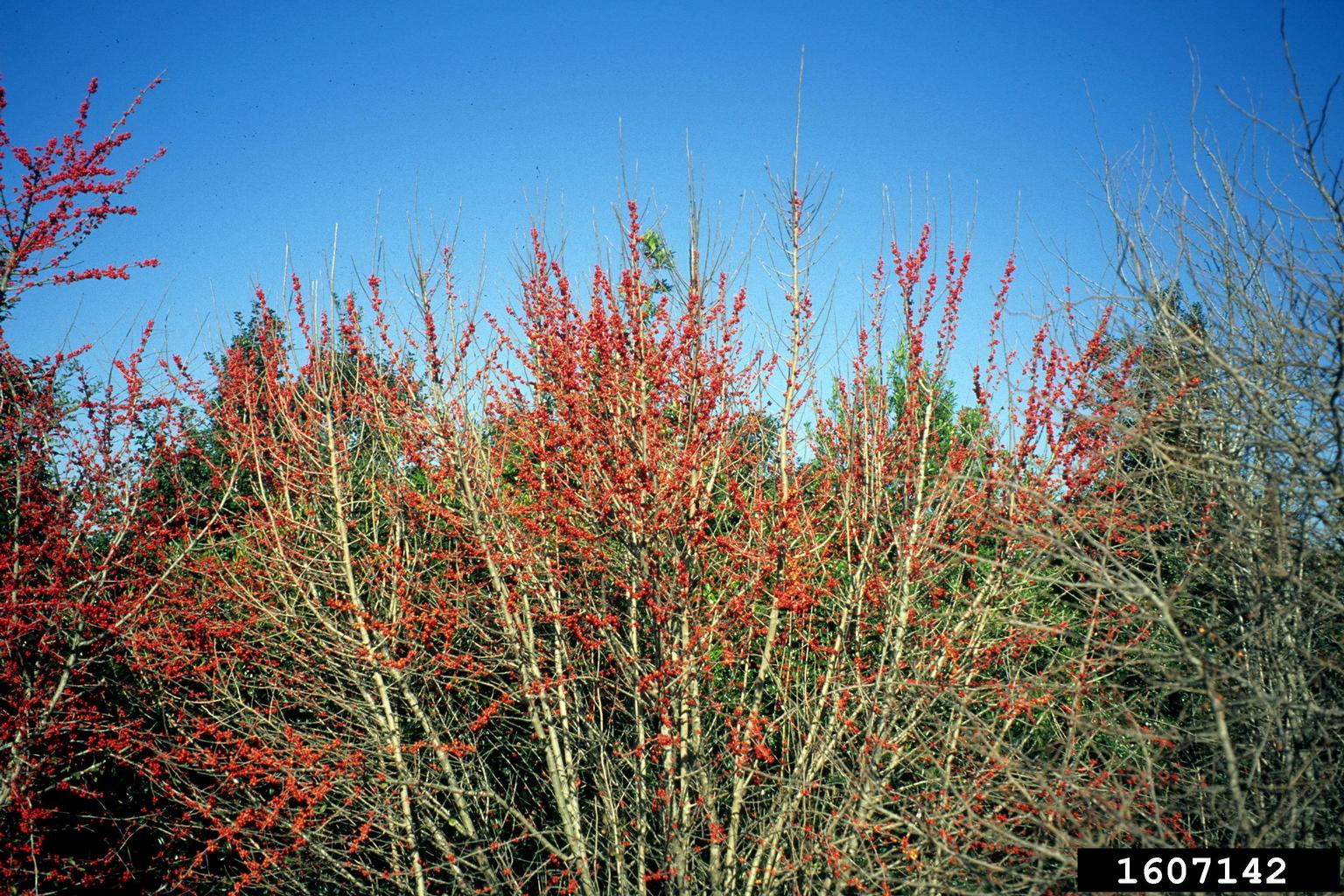 possumhaw (Ilex decidua)