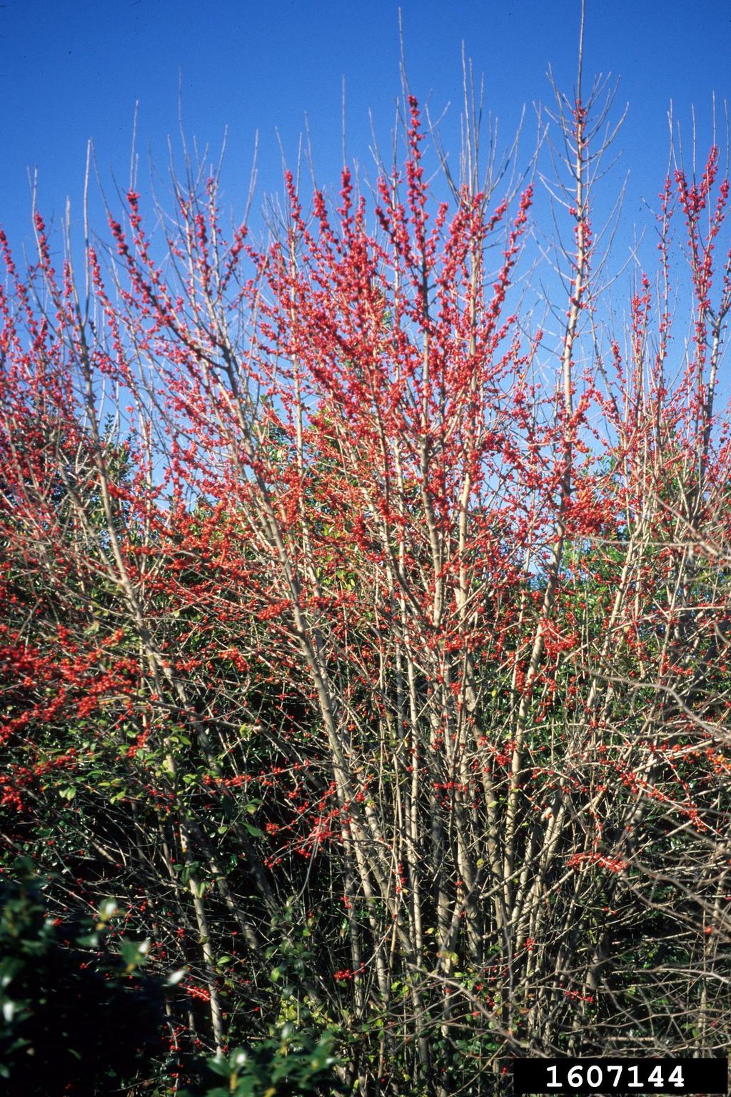 possumhaw (Ilex decidua)