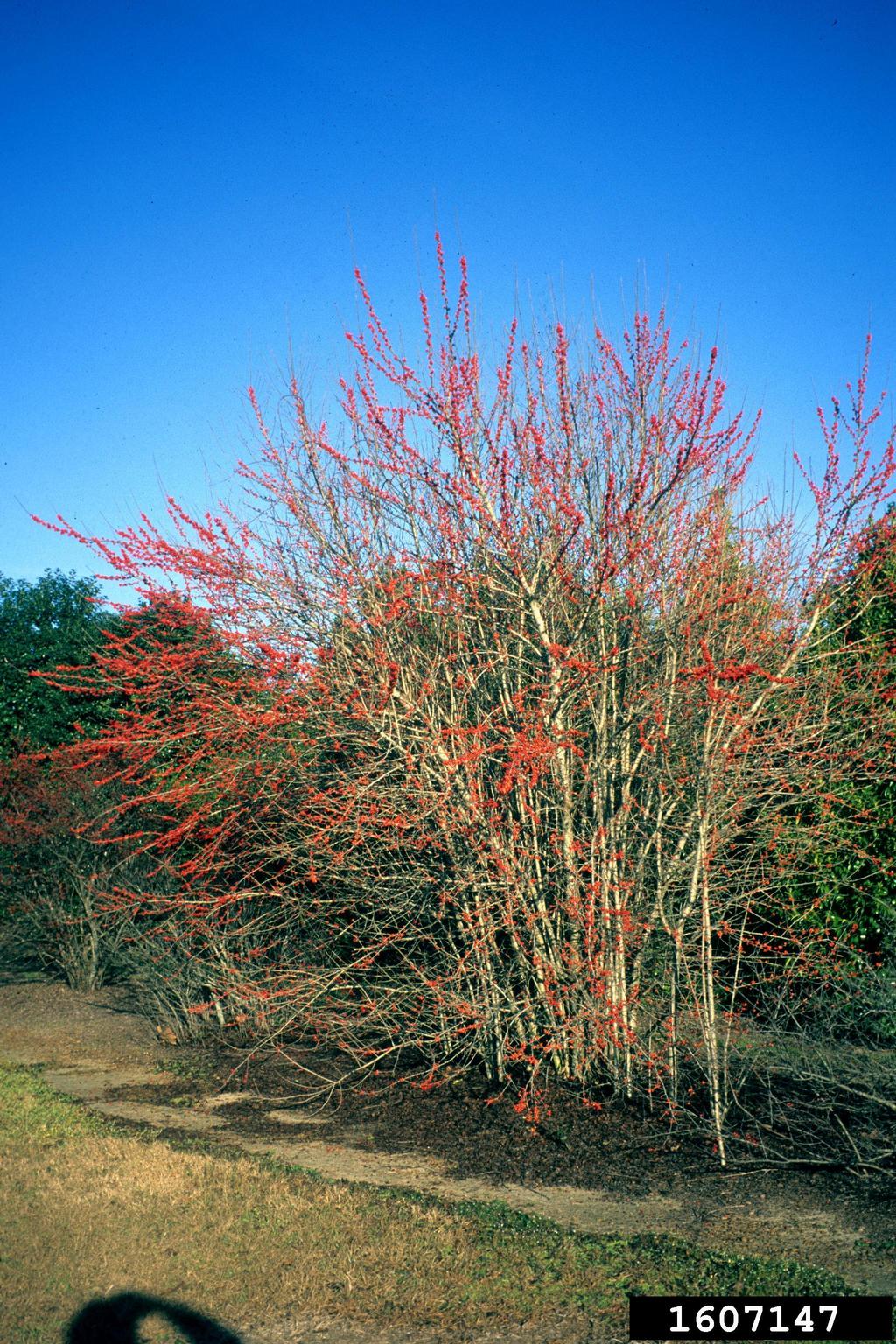 possumhaw (Ilex decidua)