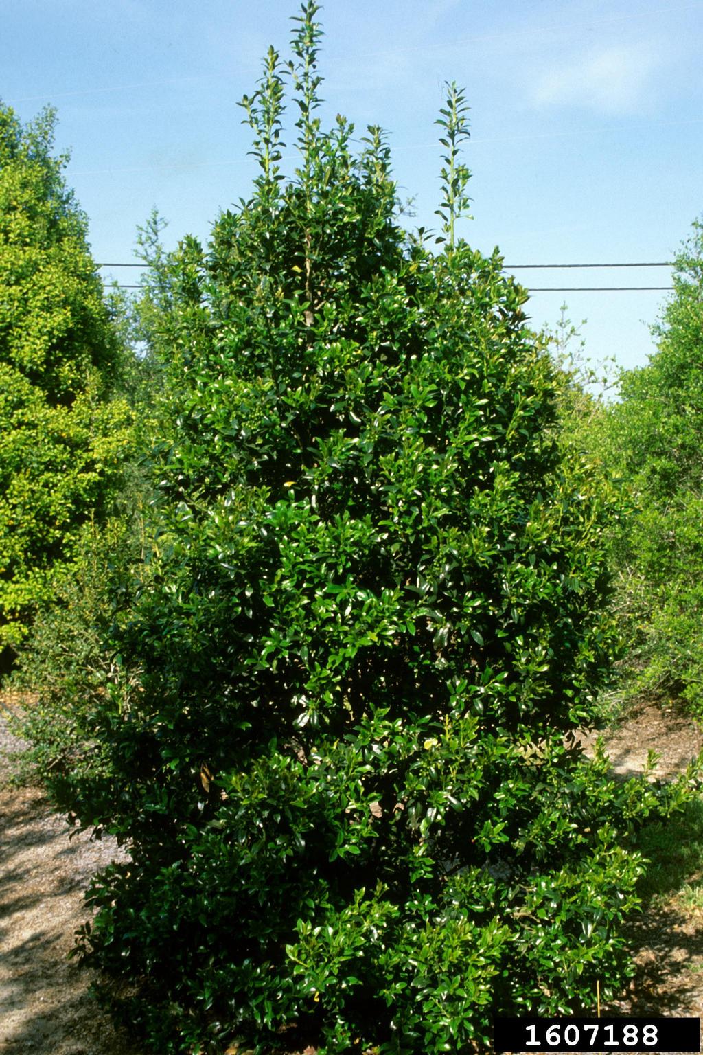 holly (Genus Ilex L.)