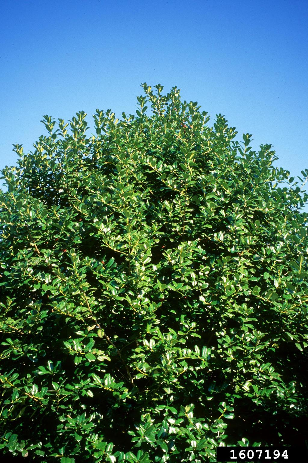holly, Ilex spp. (Celastrales: Aquifoliaceae) - 1607194