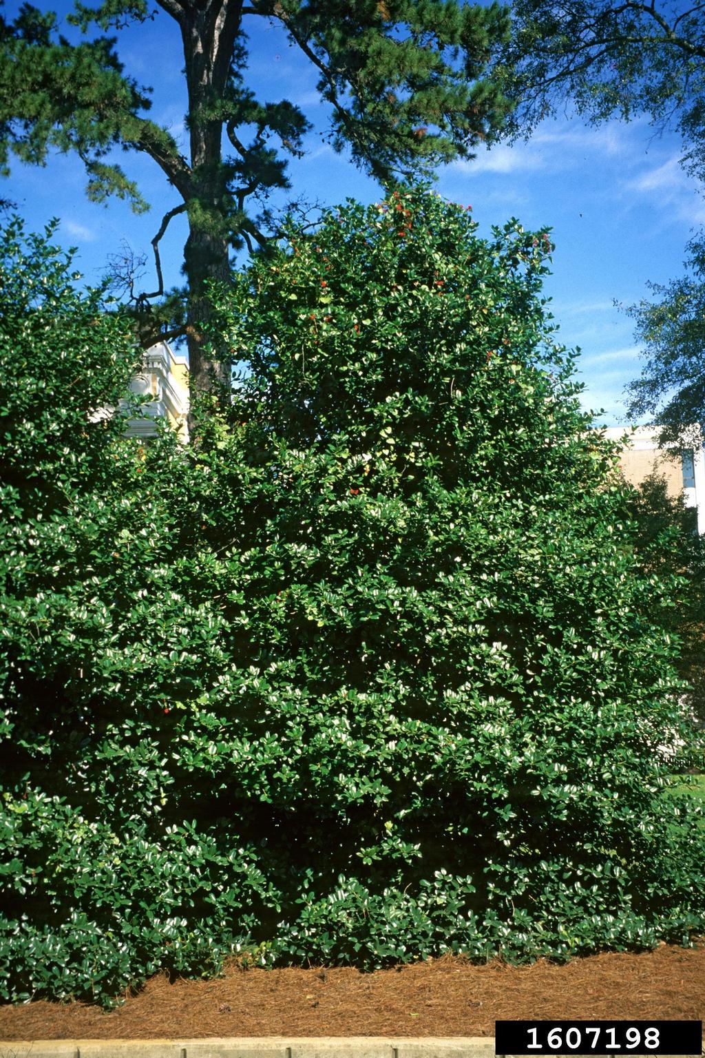 holly (Genus Ilex)