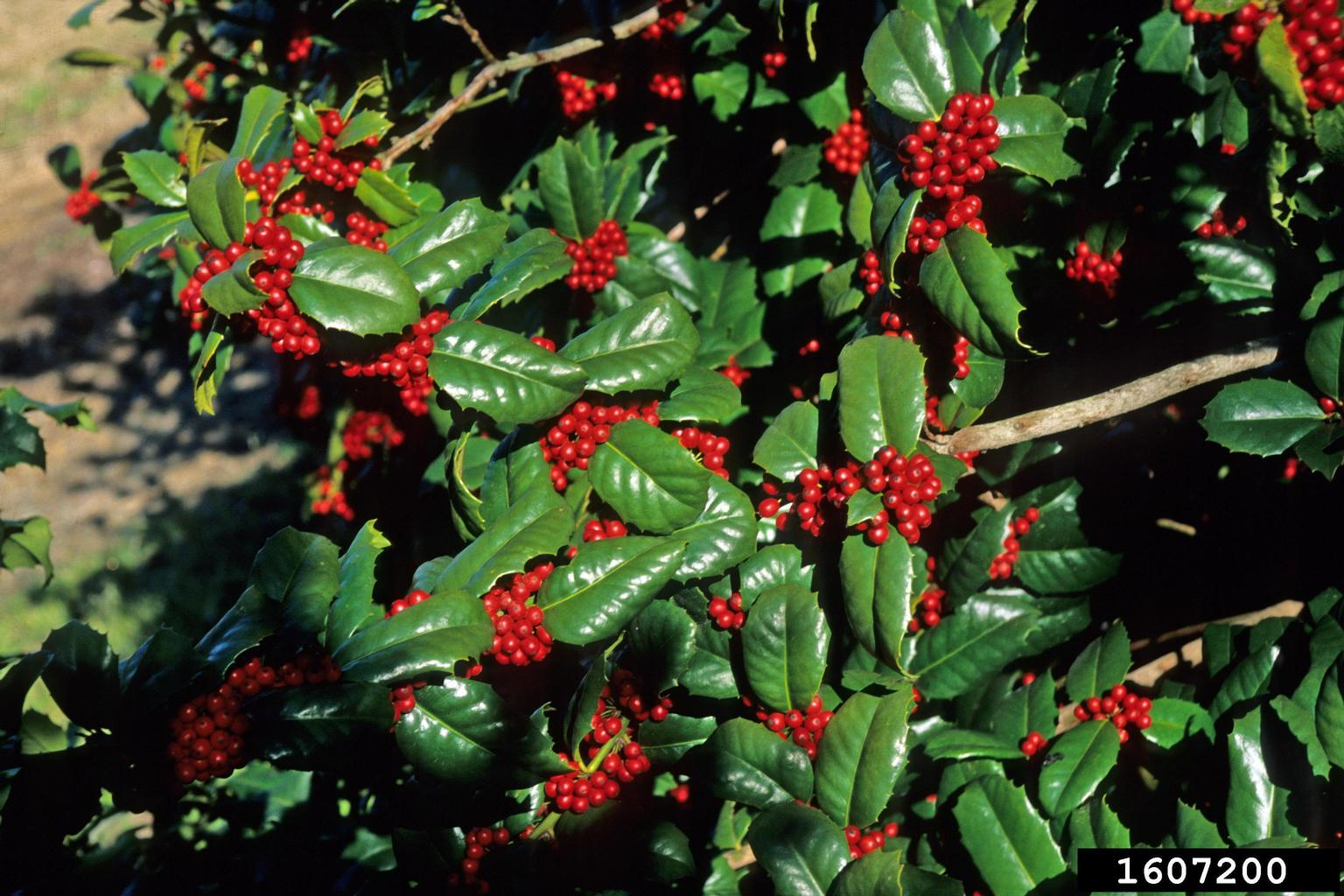 holly (Genus Ilex)