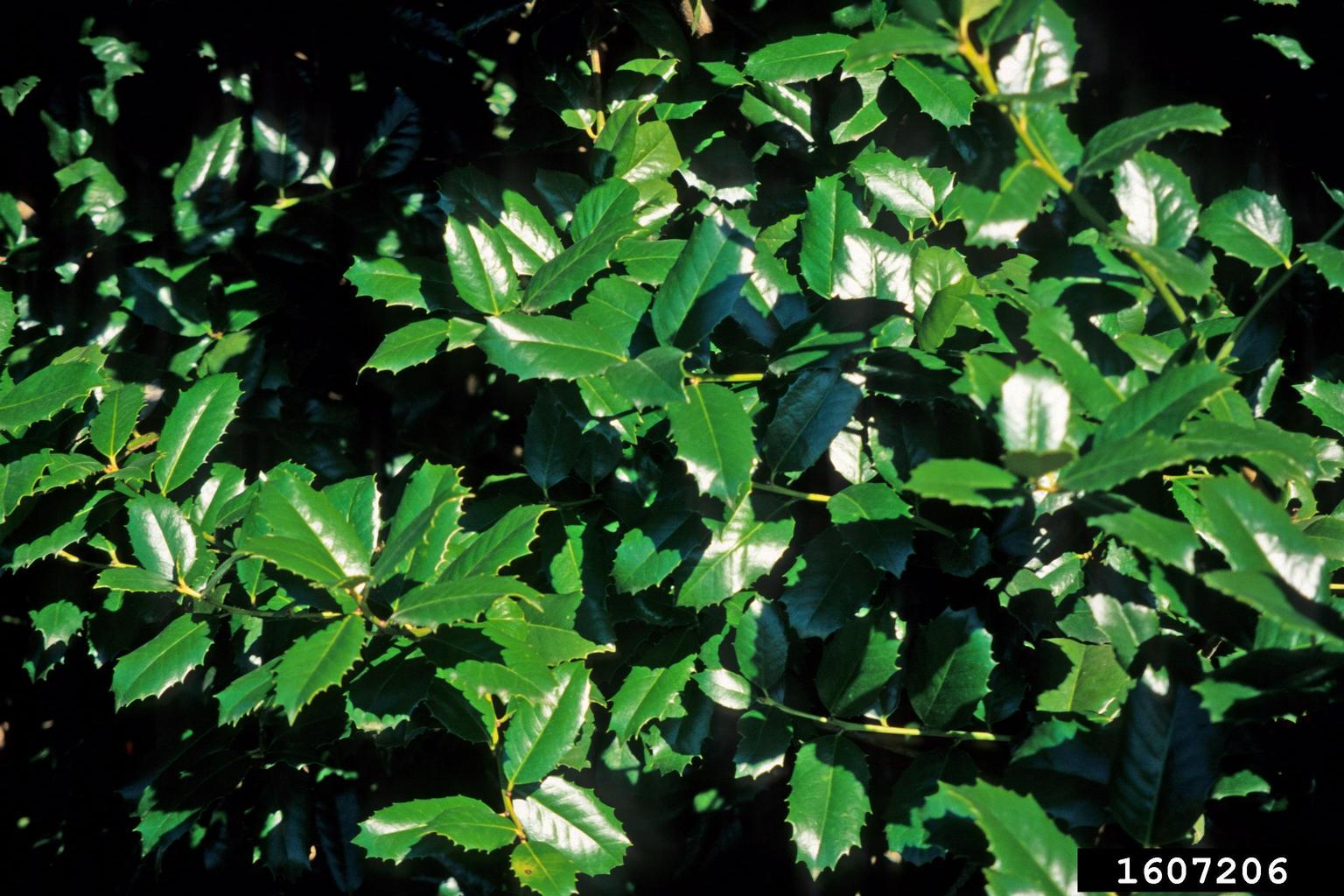 holly (Genus Ilex)