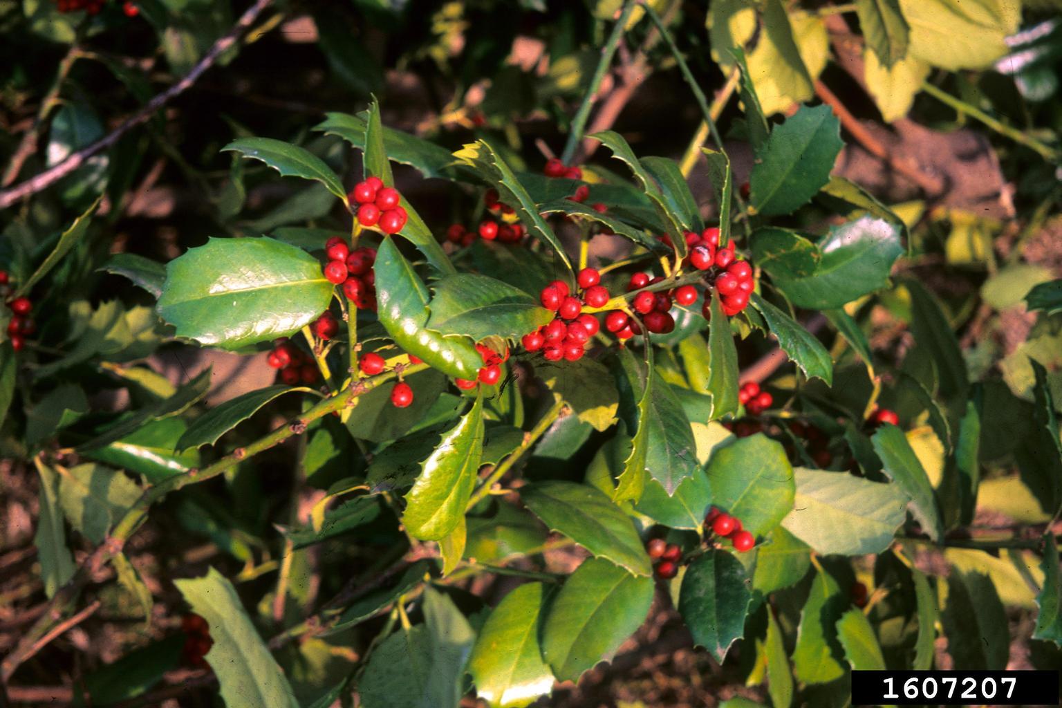 holly (Genus Ilex L.)