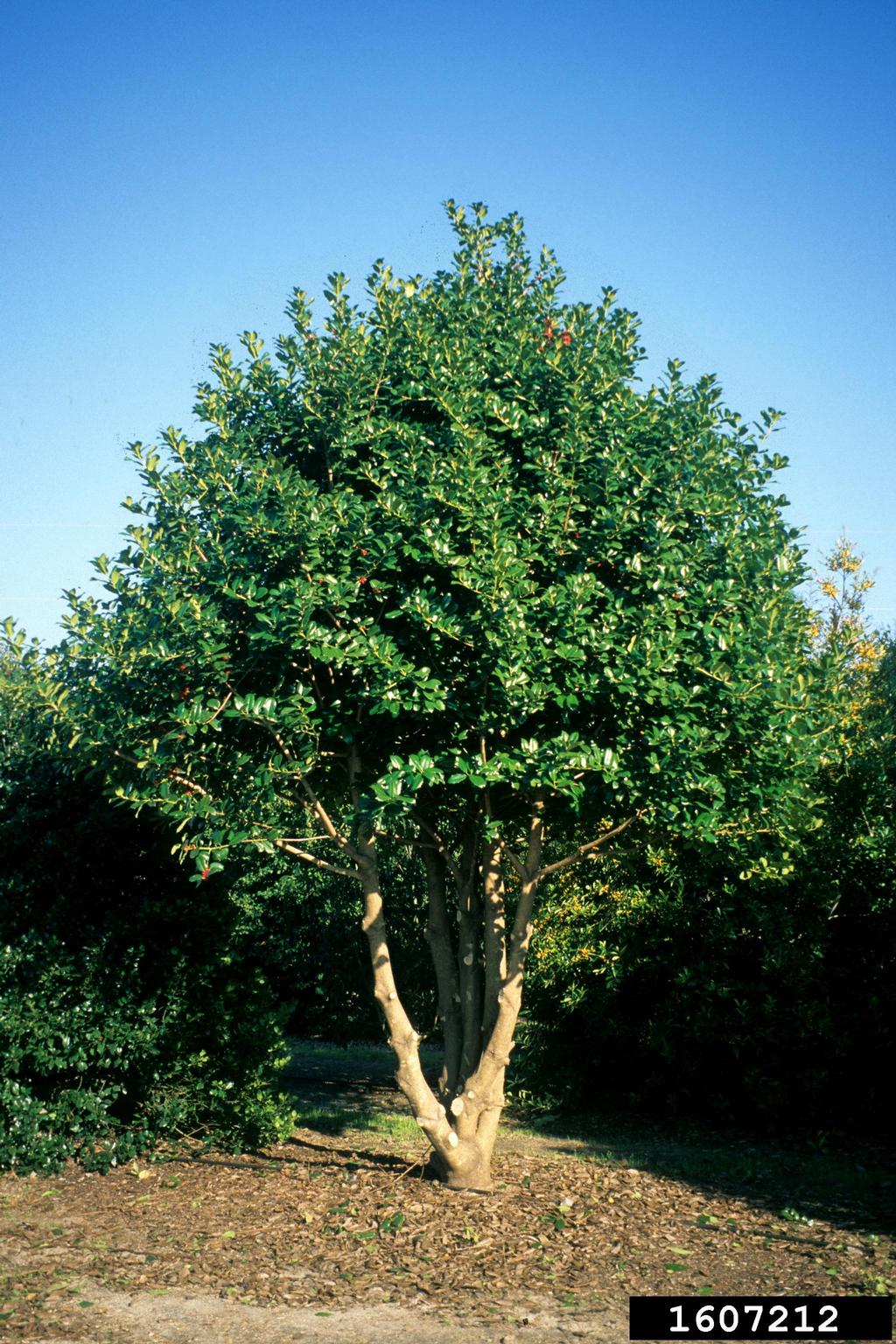 holly (Genus Ilex L.)