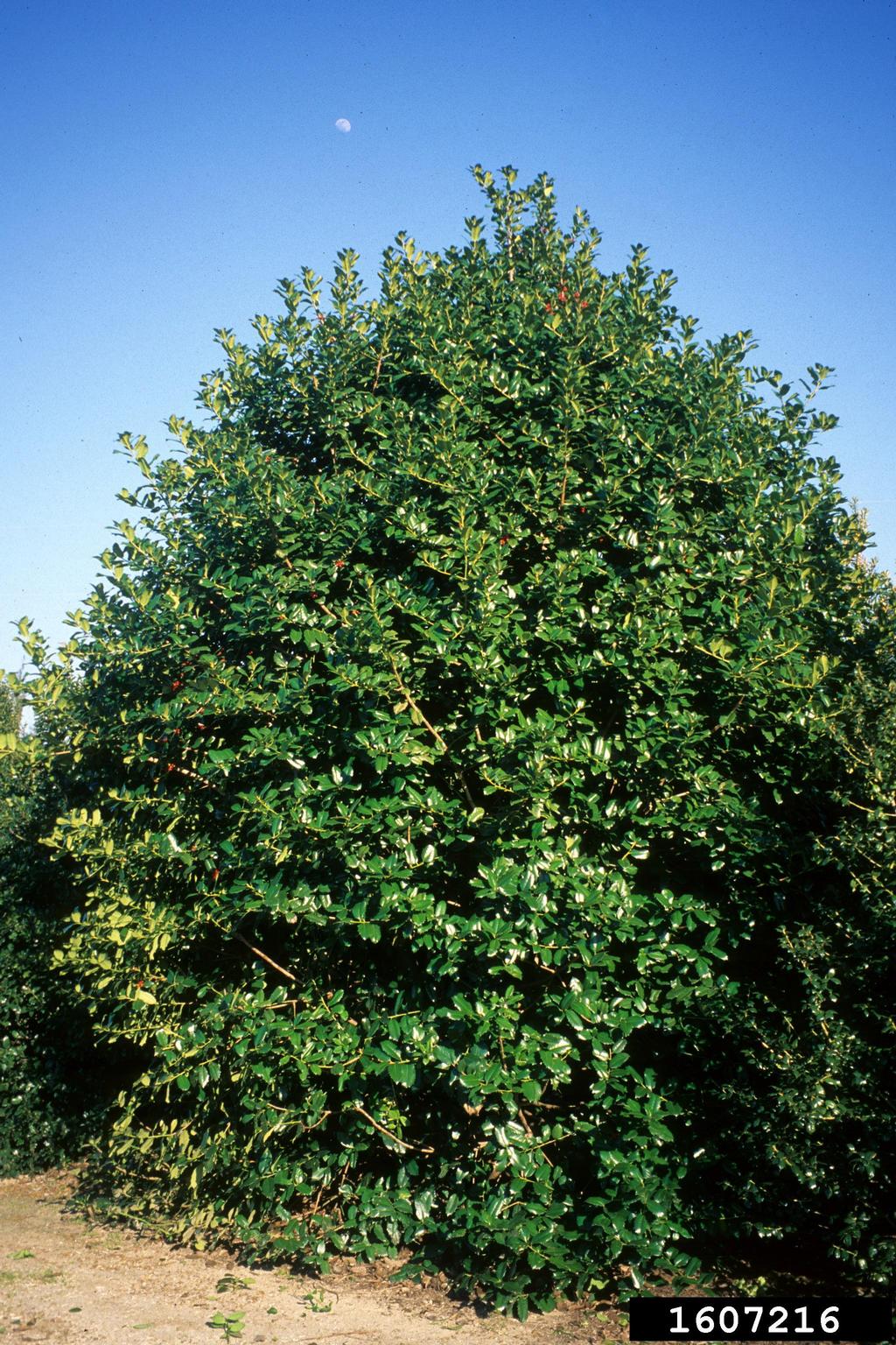 holly (Genus Ilex L.)